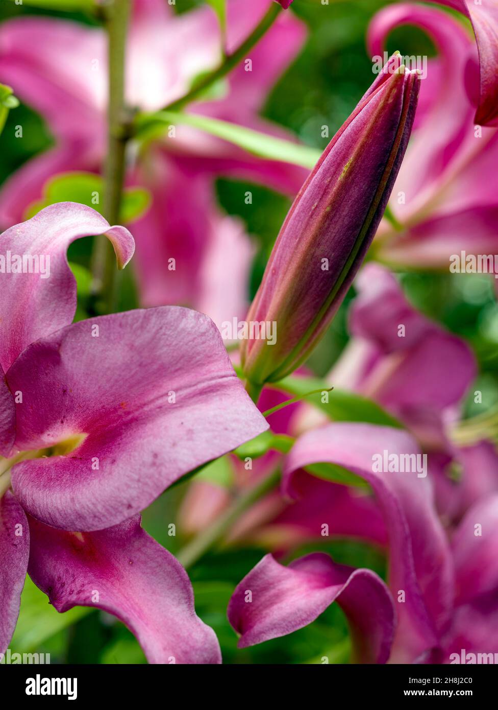 Close-up natural flower portrait of stunningly beautiful Oriental ...