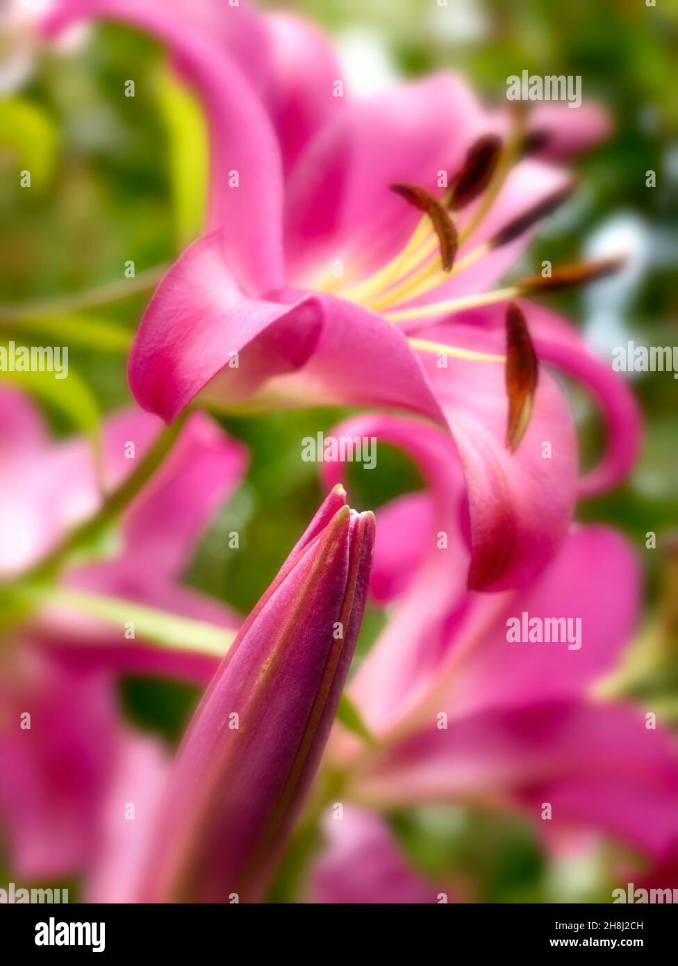 Close-up natural flower portrait of stunningly beautiful Oriental ...