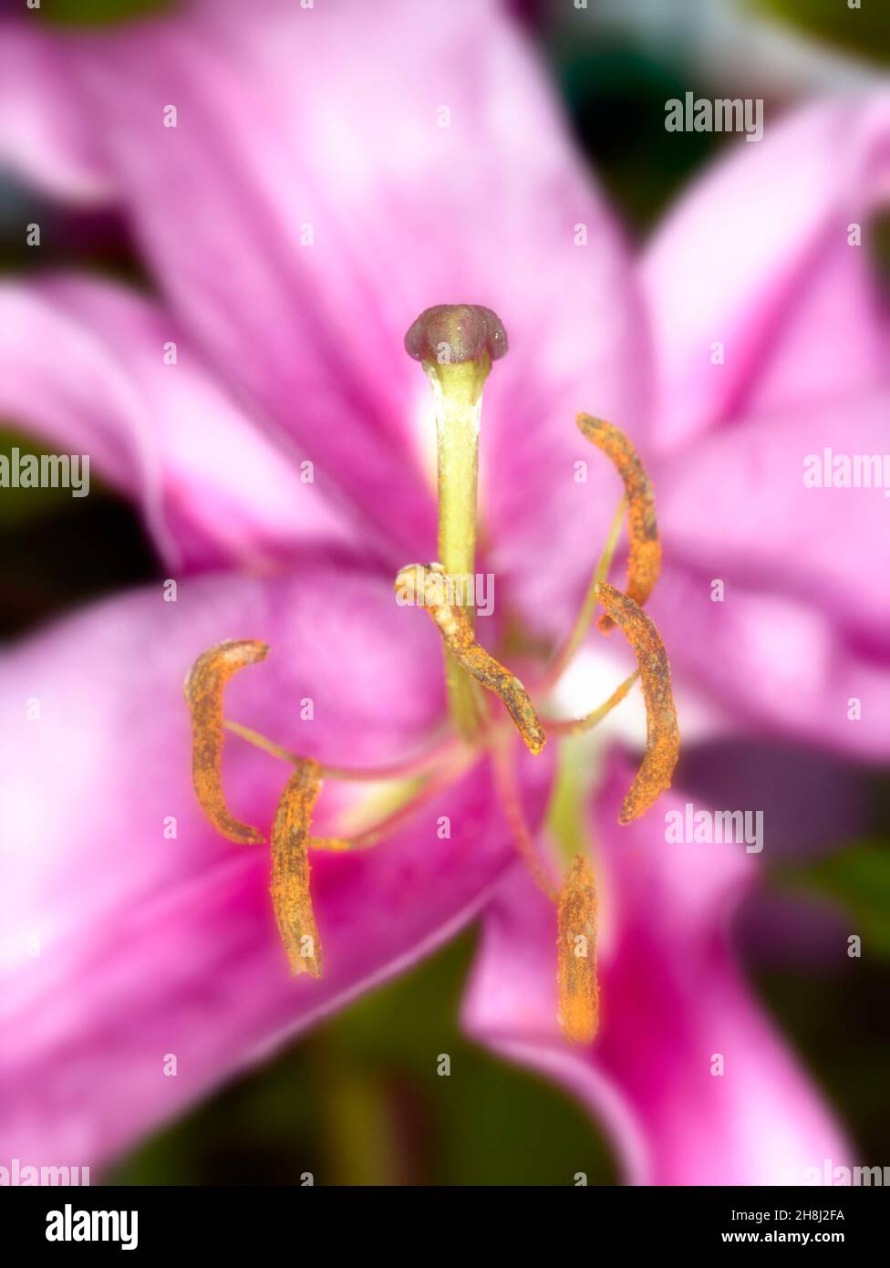 Natural flower portrait of the stunning Oriental “Stargazer” Lily in ...
