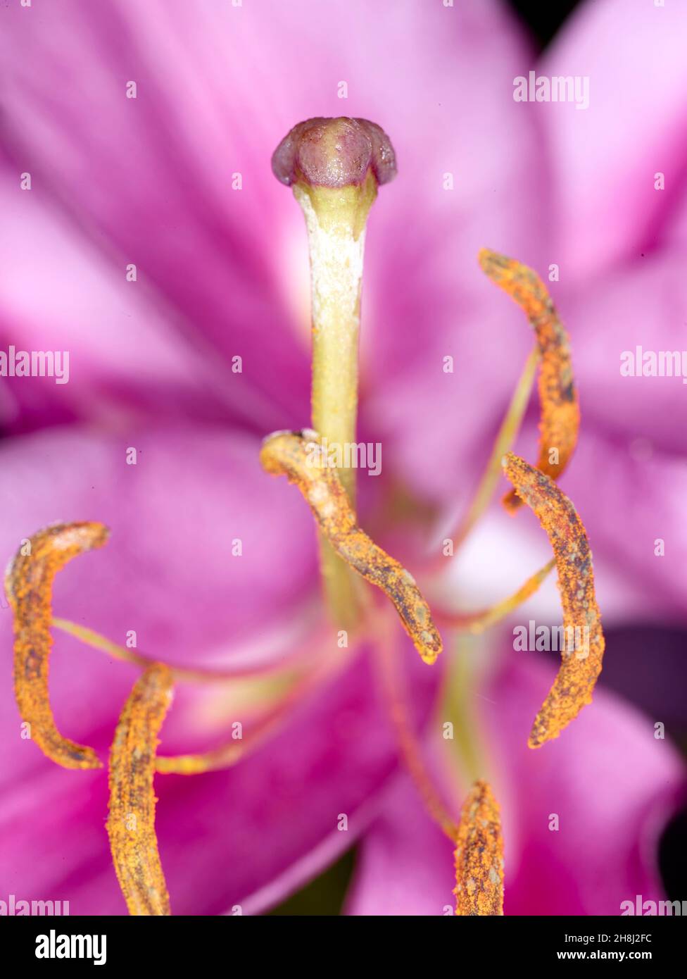 Natural flower portrait of the stunning Oriental “Stargazer” Lily in ...