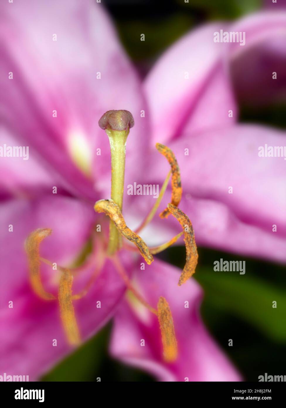 Close-up natural flower portrait of stunningly beautiful Oriental ...
