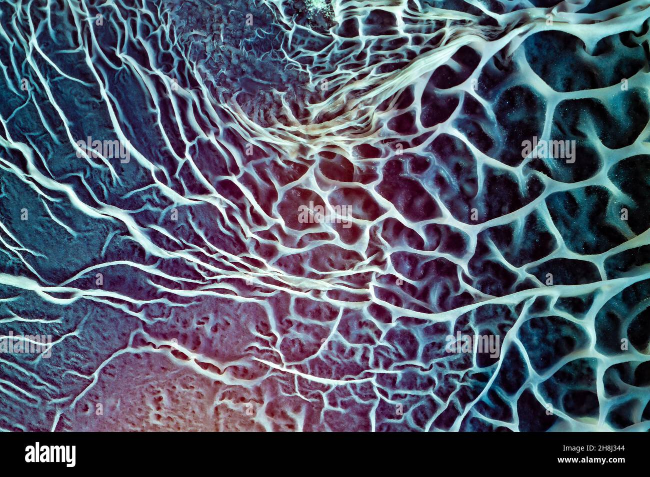 Biofilm microscope hi-res stock photography and images - Alamy
