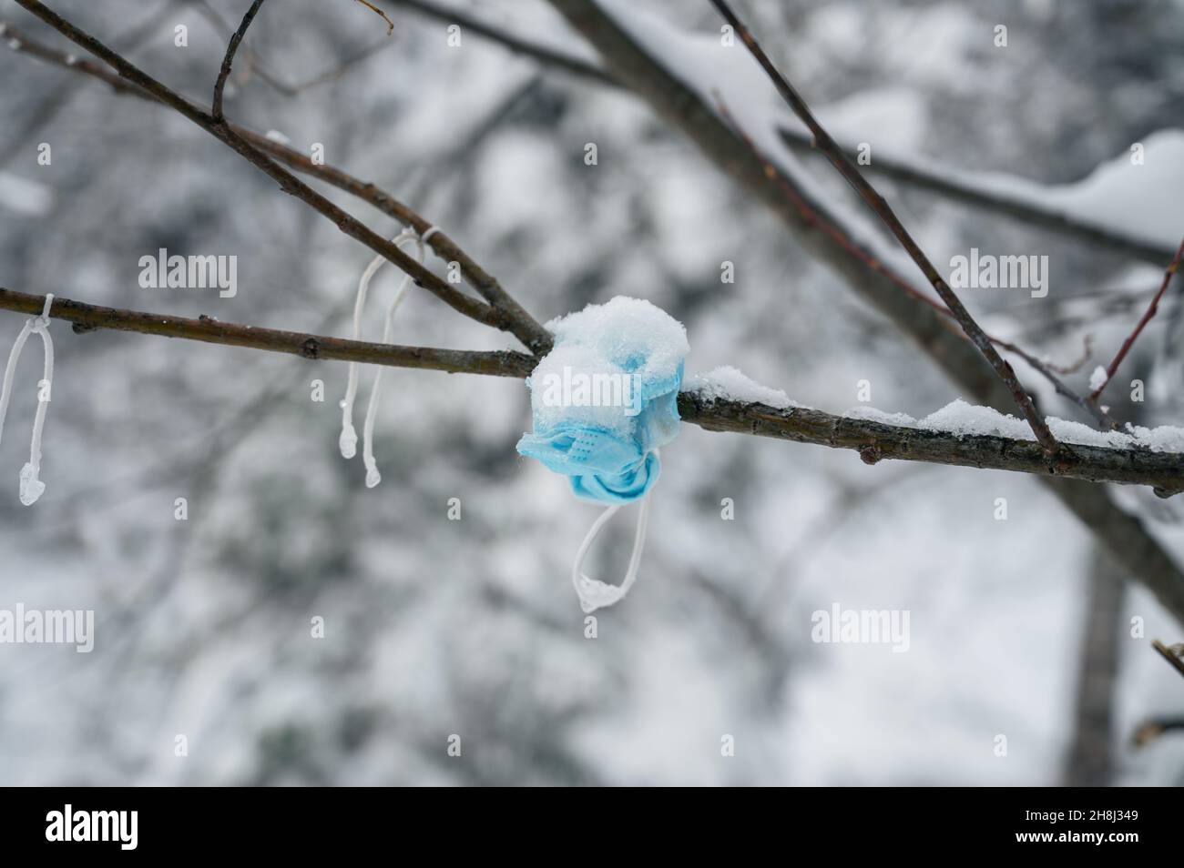 Surgical masks on trees in winter forest in Altai mountains ...
