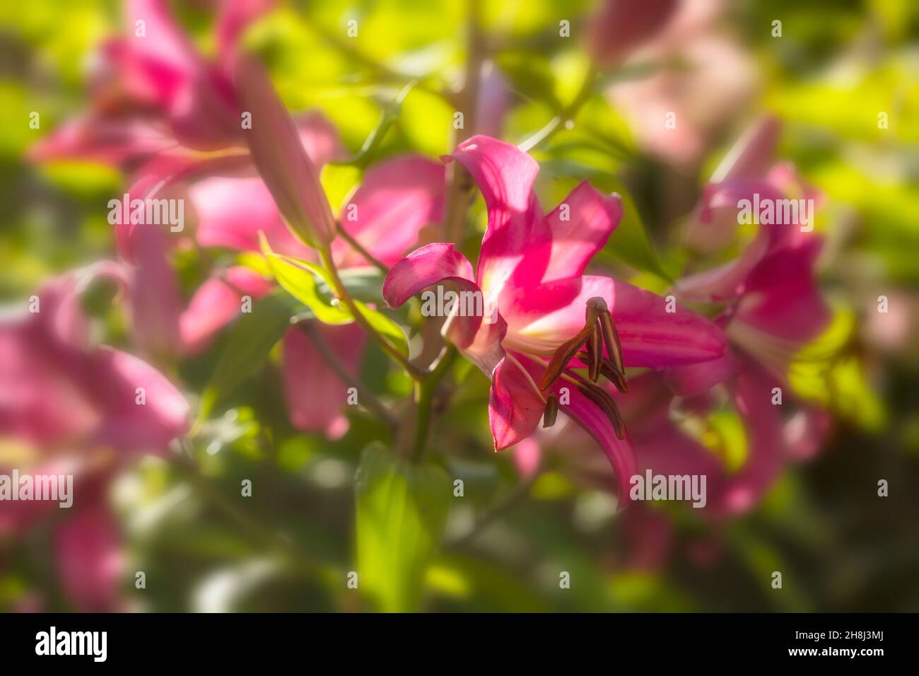 Close-up natural flower portrait of stunningly beautiful Oriental ...