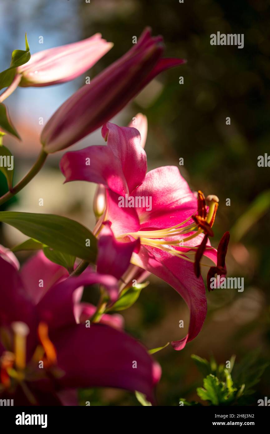 Close-up natural flower portrait of stunningly beautiful Oriental ...
