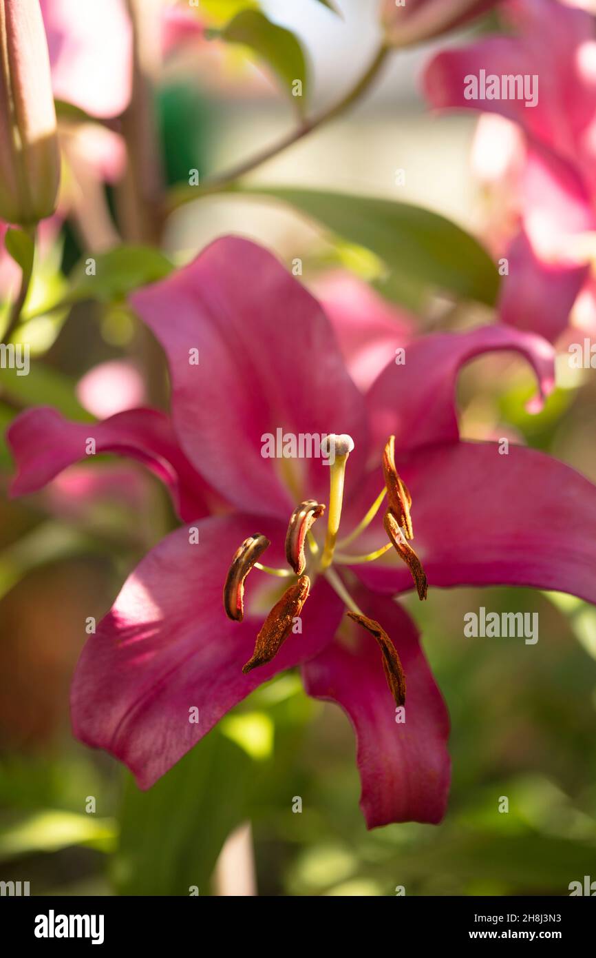 Close-up natural flower portrait of stunningly beautiful Oriental ...
