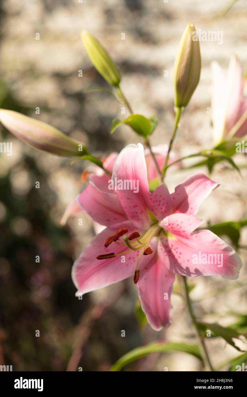 Close-up natural flower portrait of stunningly beautiful Oriental ...