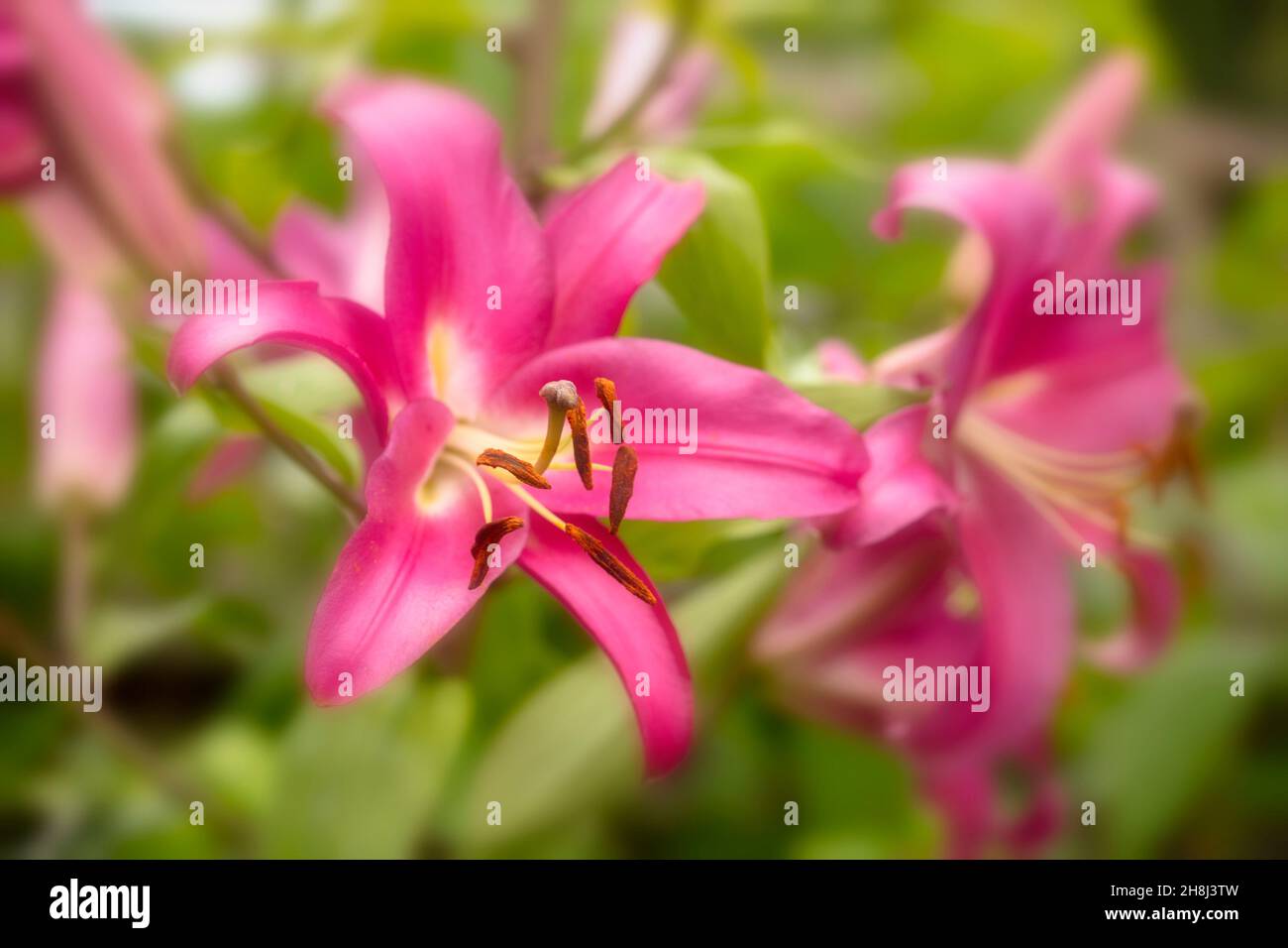 Natural flower portrait of the stunning Oriental “Stargazer” Lily in ...