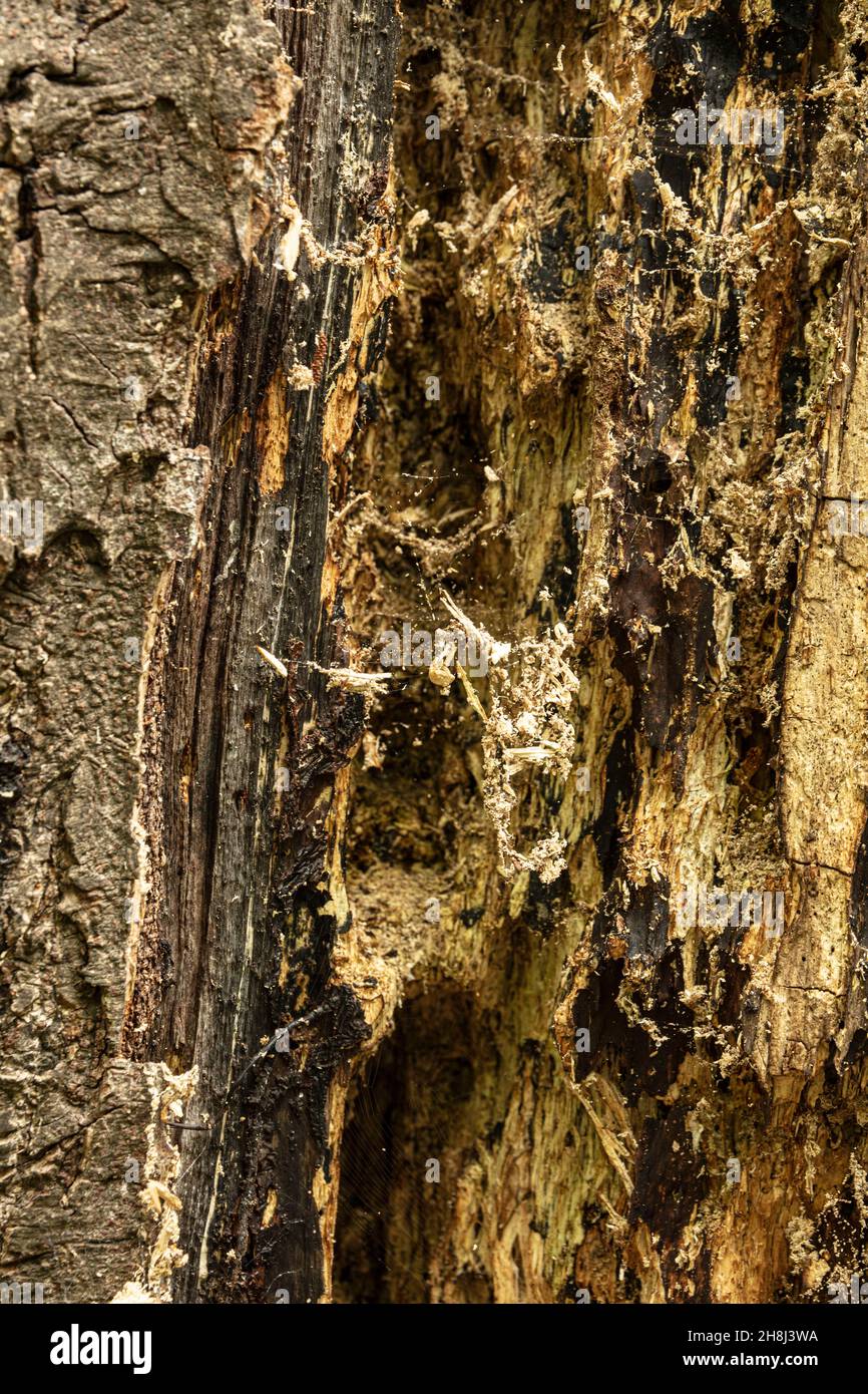 Chaotic natural patterns and textures formed as trees age and ...