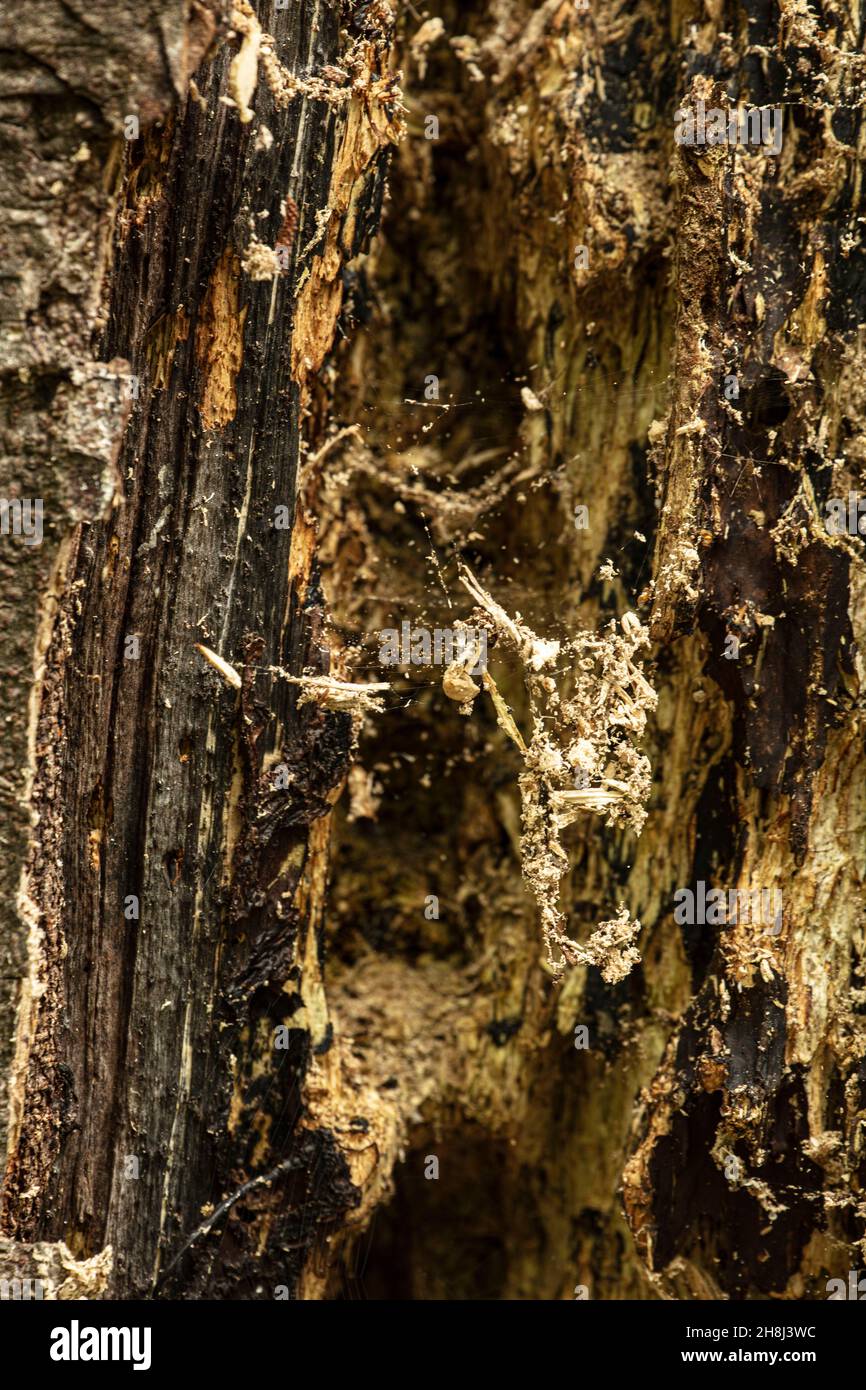 Chaotic natural patterns and textures formed as trees age and ...