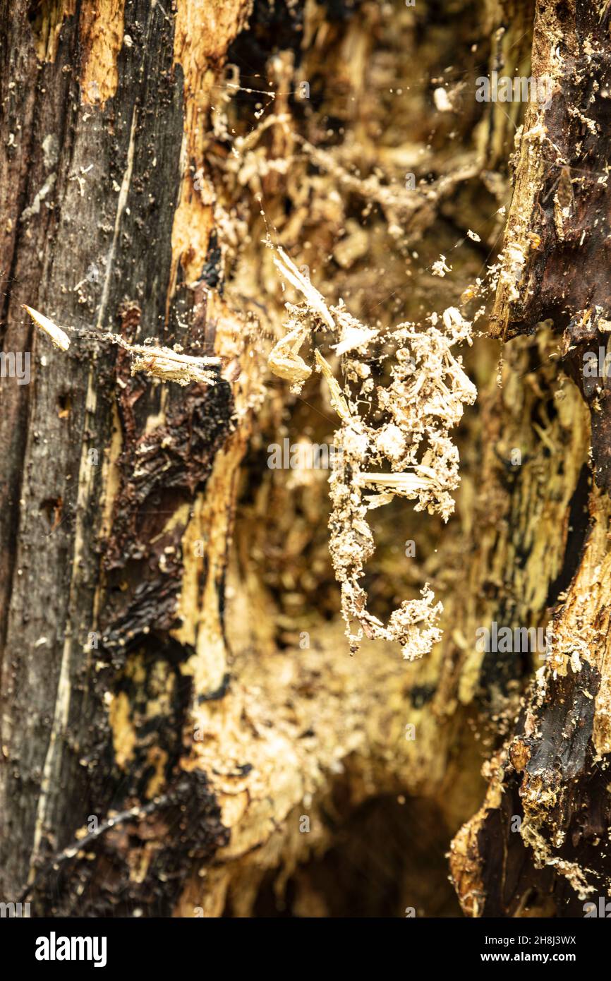 Chaotic natural patterns and textures formed as trees age and ...