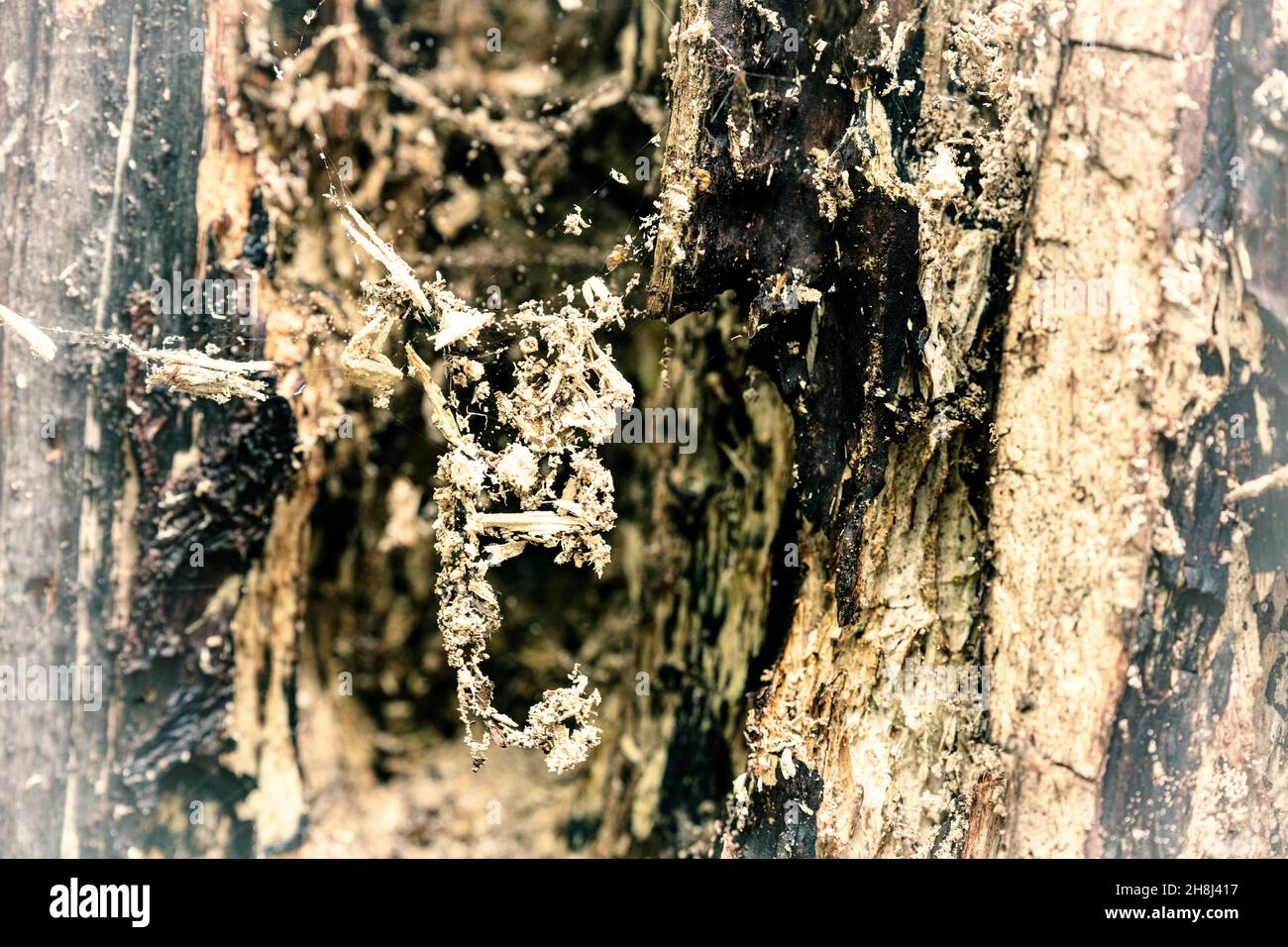 Chaotic natural patterns and textures formed as trees age and ...