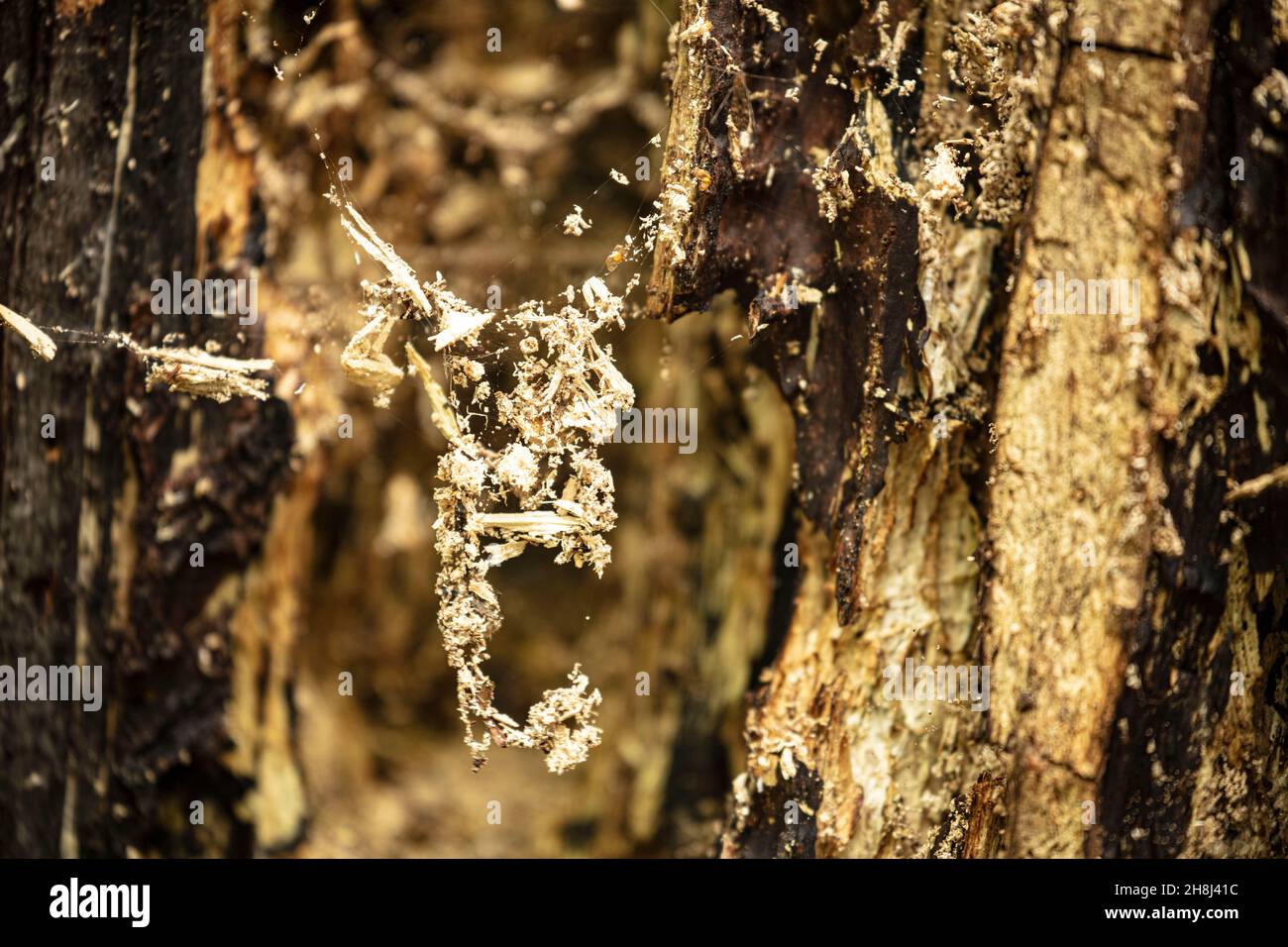 Breaking down nutrients hi-res stock photography and images - Alamy