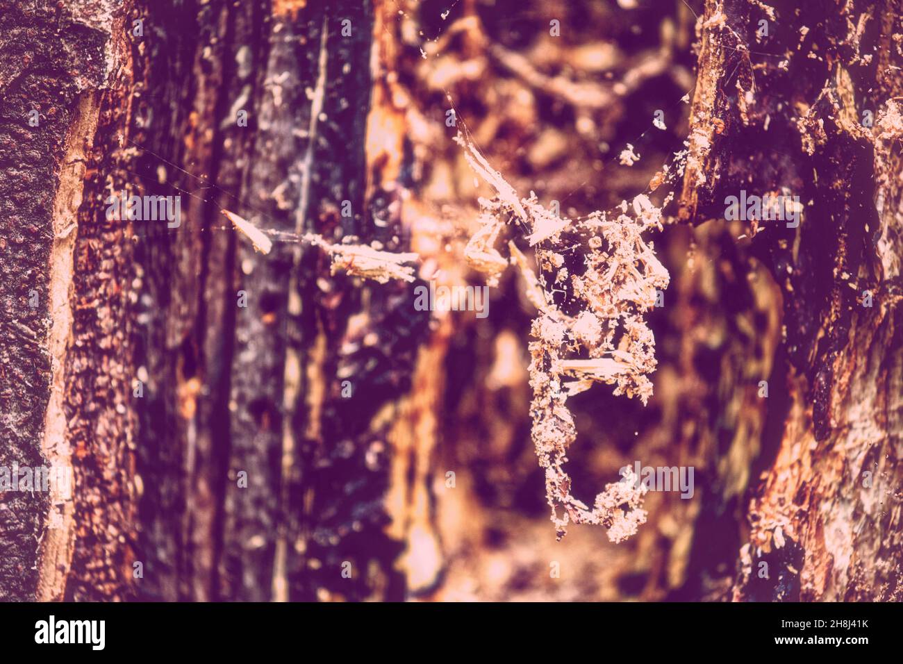 Chaotic natural patterns and textures formed as trees age and ...