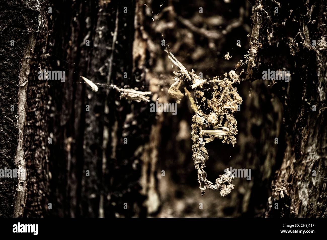 Chaotic natural patterns and textures formed as trees age and ...