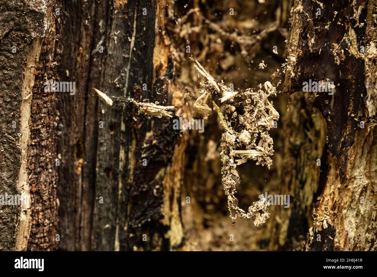 Chaotic natural patterns and textures formed as trees age and ...