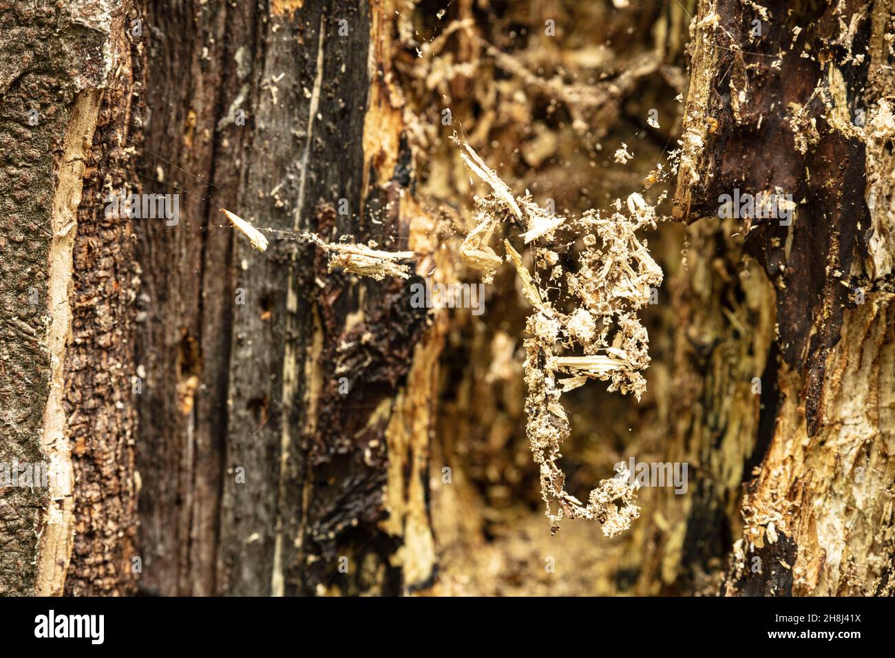 Chaotic natural patterns and textures formed as trees age and ...