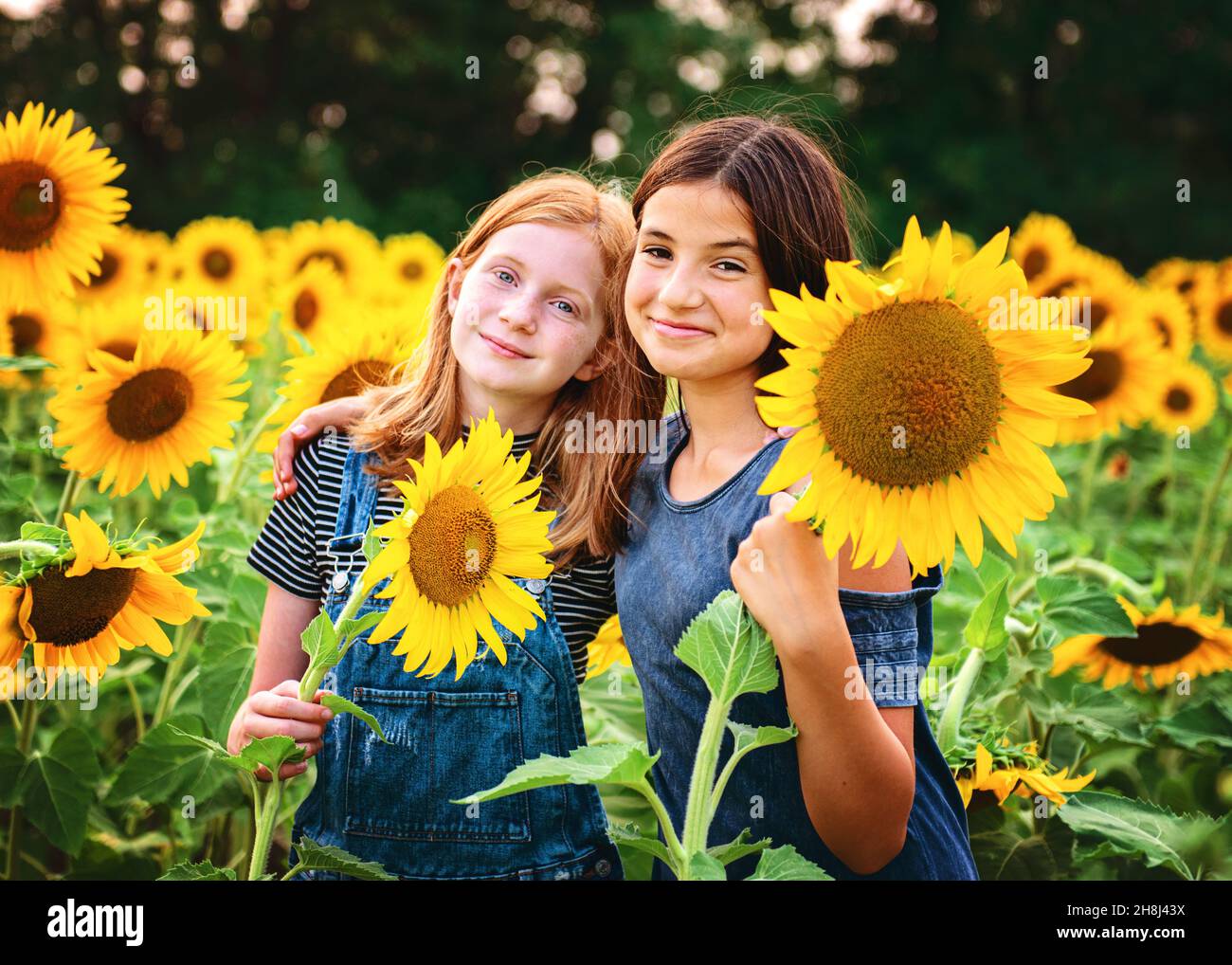 Two happy tween girls in a sunflower field Stock Photo - Alamy