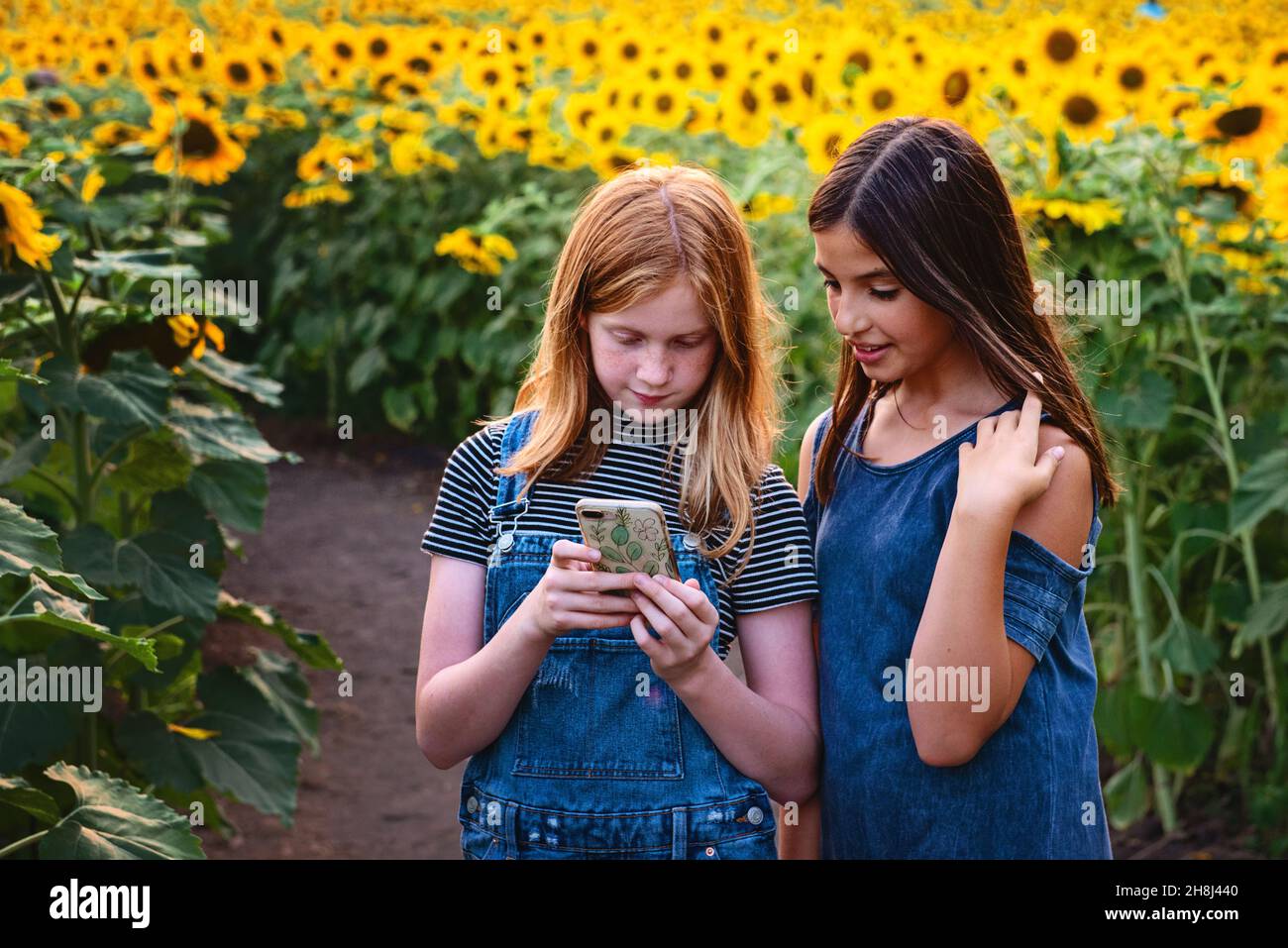 Two happy tween girls in a sunflower field Stock Photo - Alamy
