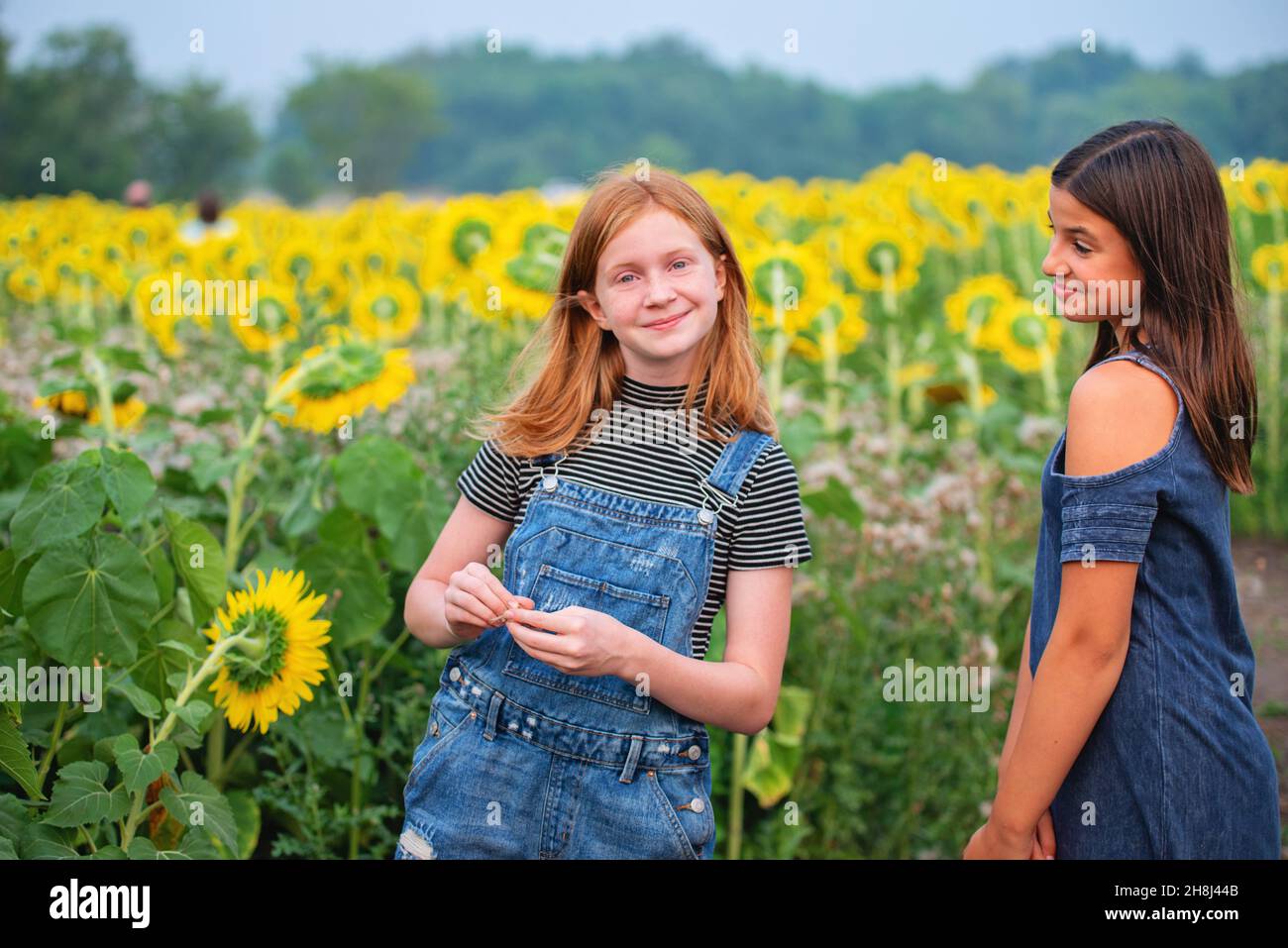 Two happy tween girls in a sunflower field Stock Photo - Alamy