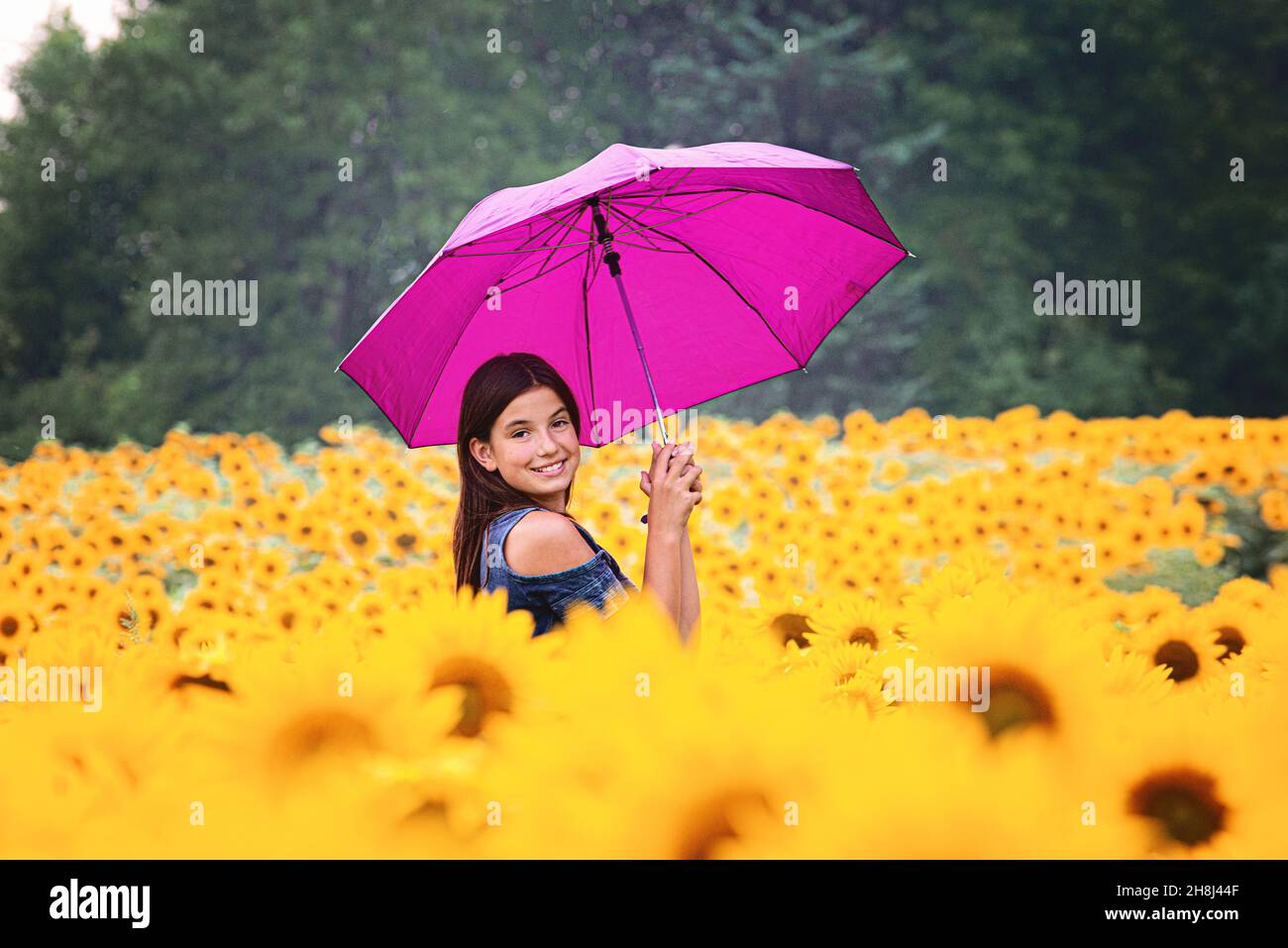 Happy tween girl with a purple umbrella in a sunflower field Stock ...