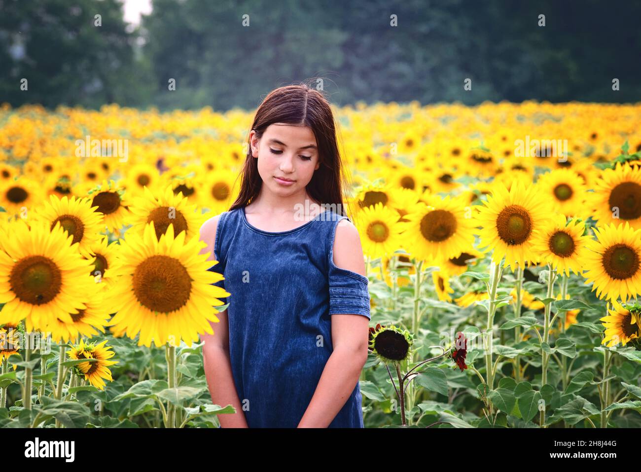 Tween girl in a sunflower field Stock Photo - Alamy