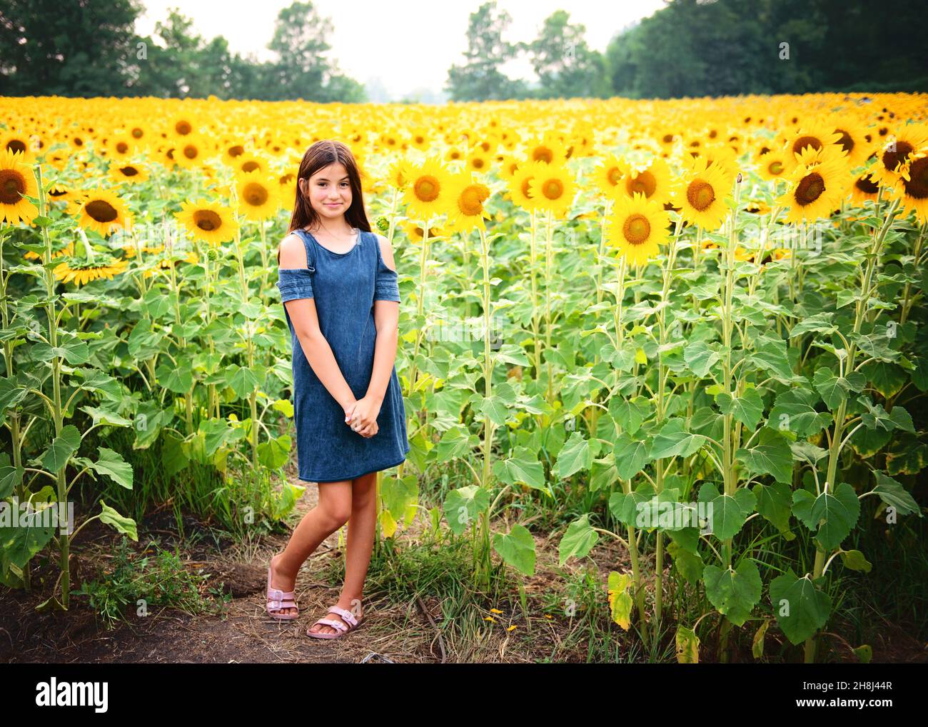 Happy tween girl in a sunflower field Stock Photo - Alamy