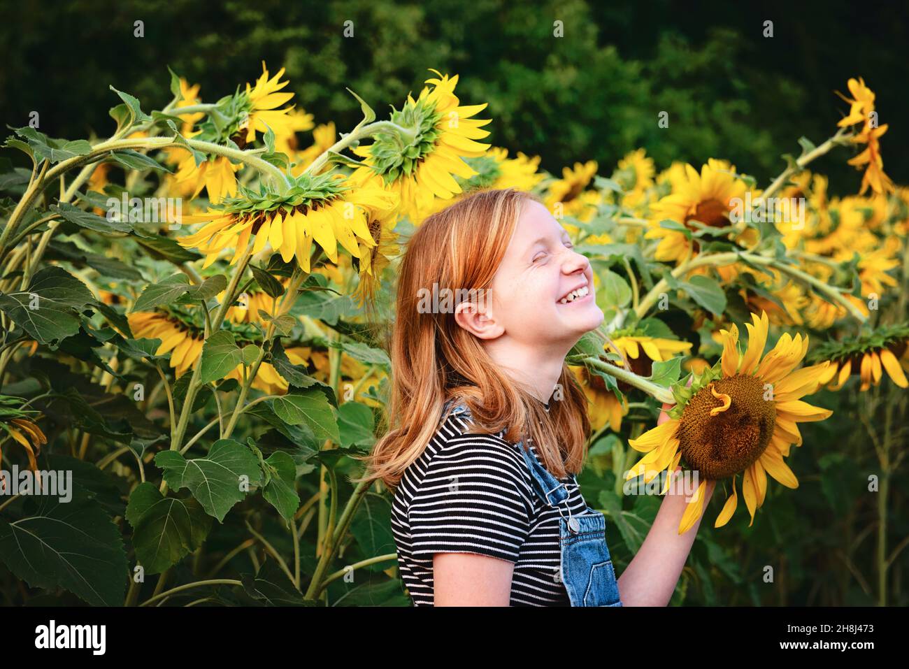 Laughing tween girl in a sunflower field Stock Photo - Alamy