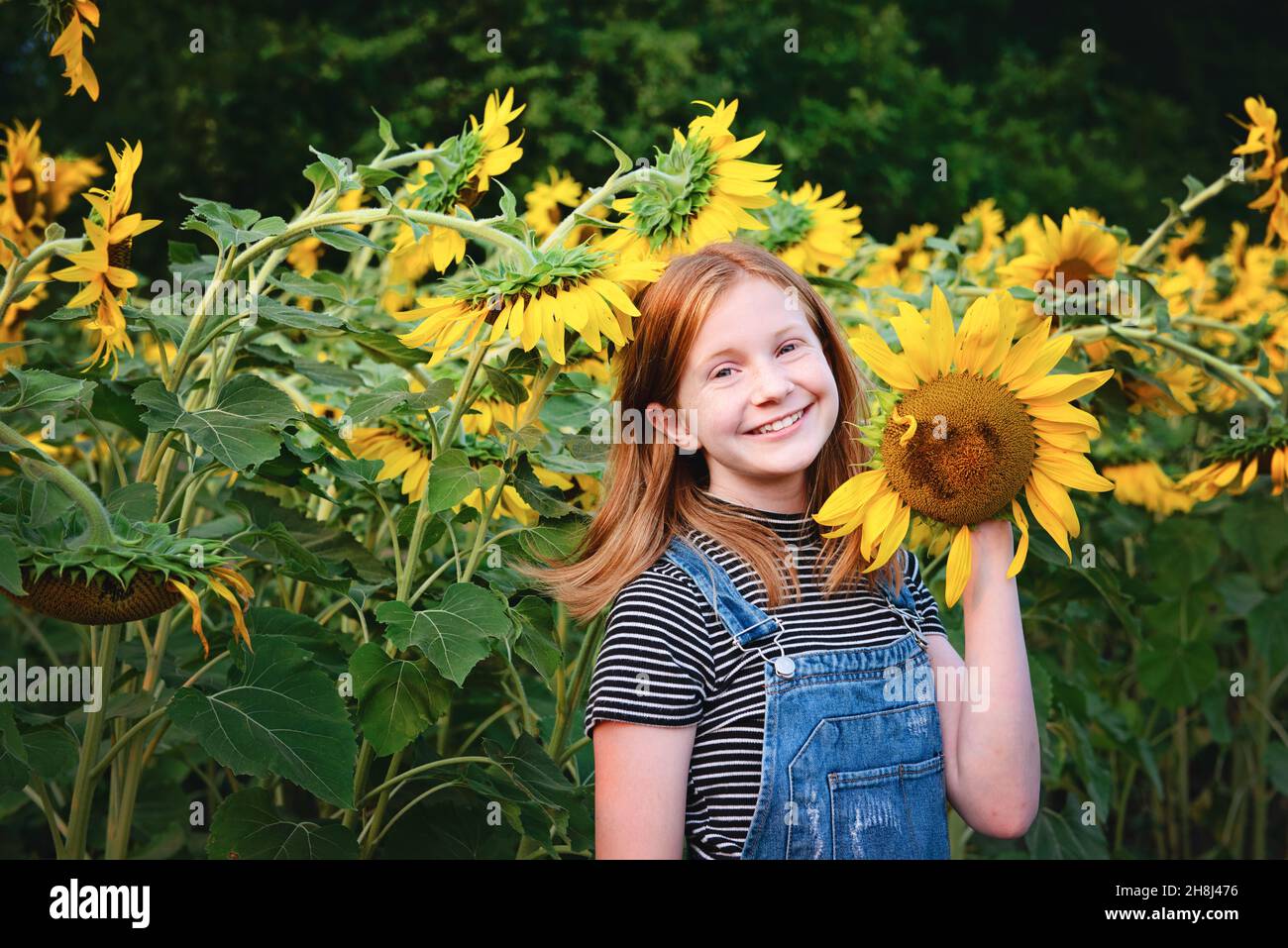 Happy tween girl in a sunflower field Stock Photo - Alamy
