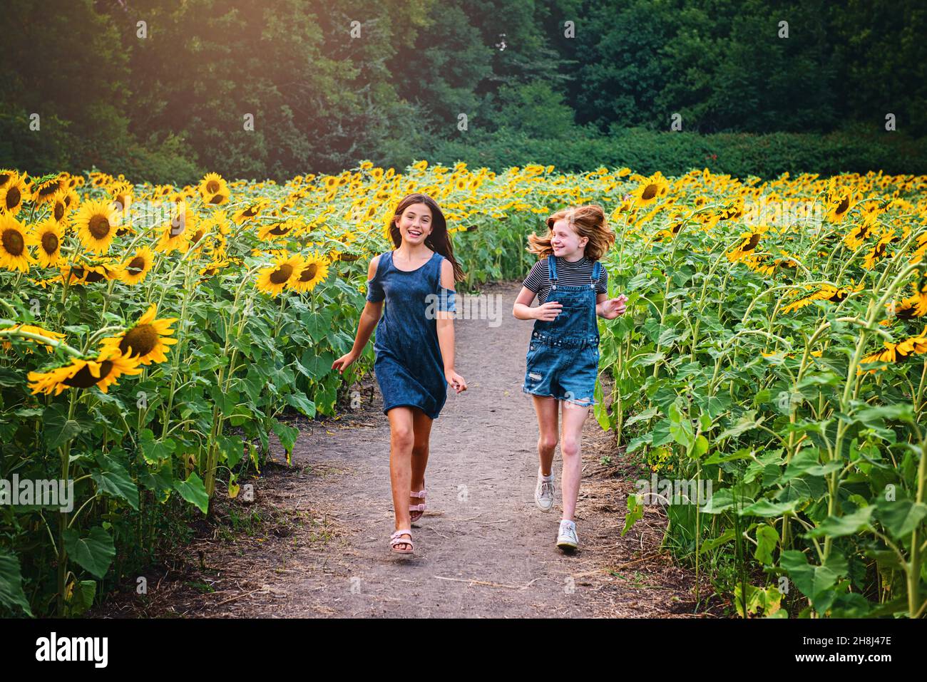 Two happy tween girls running in a sunflower field Stock Photo - Alamy