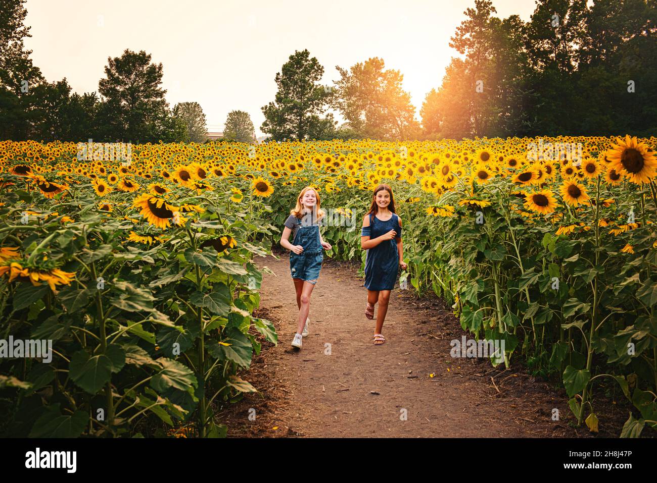 Two happy tween girls running in a sunflower field Stock Photo - Alamy