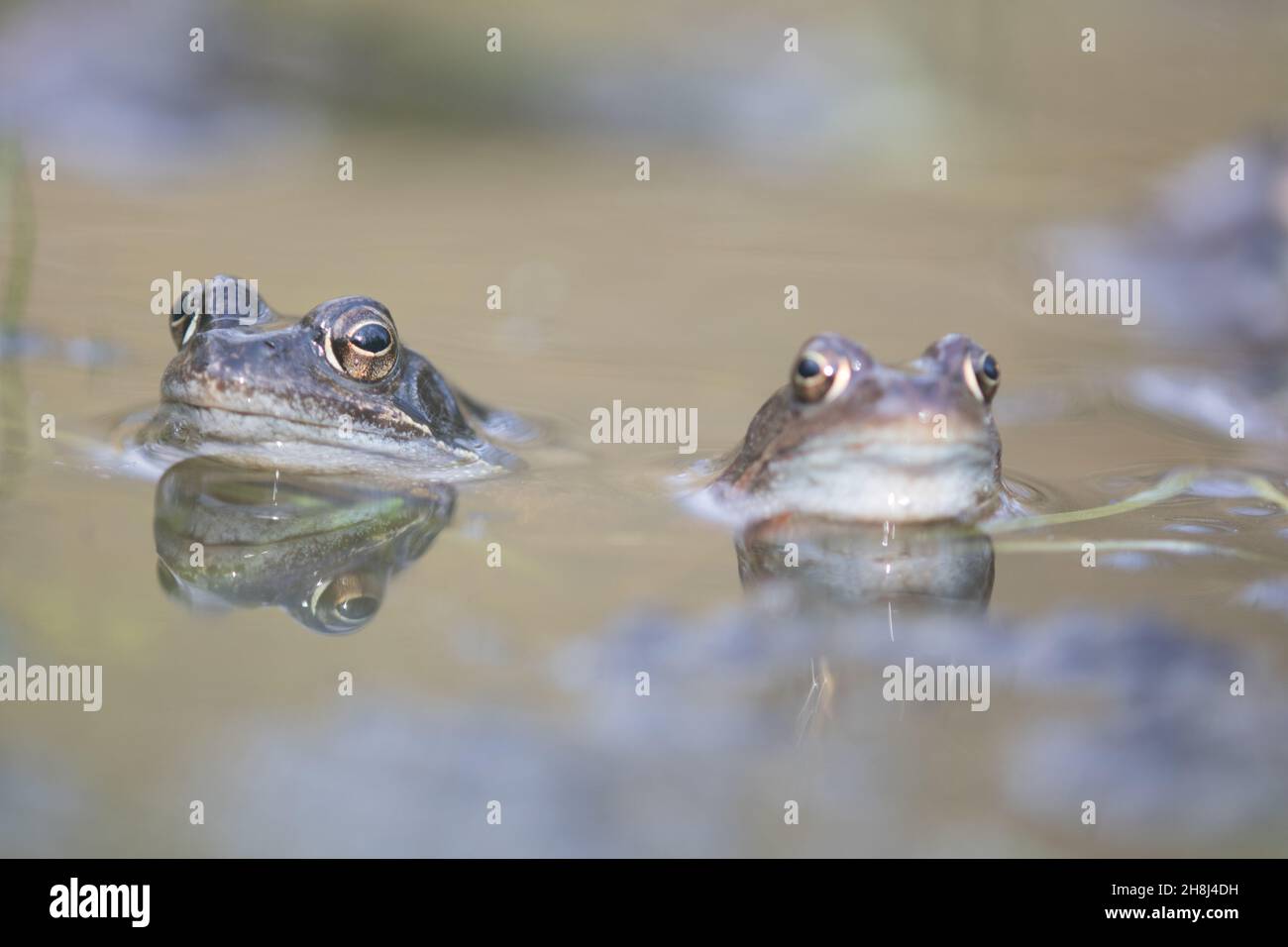Common frog,toad,rana temporaria with eggs Stock Photo - Alamy