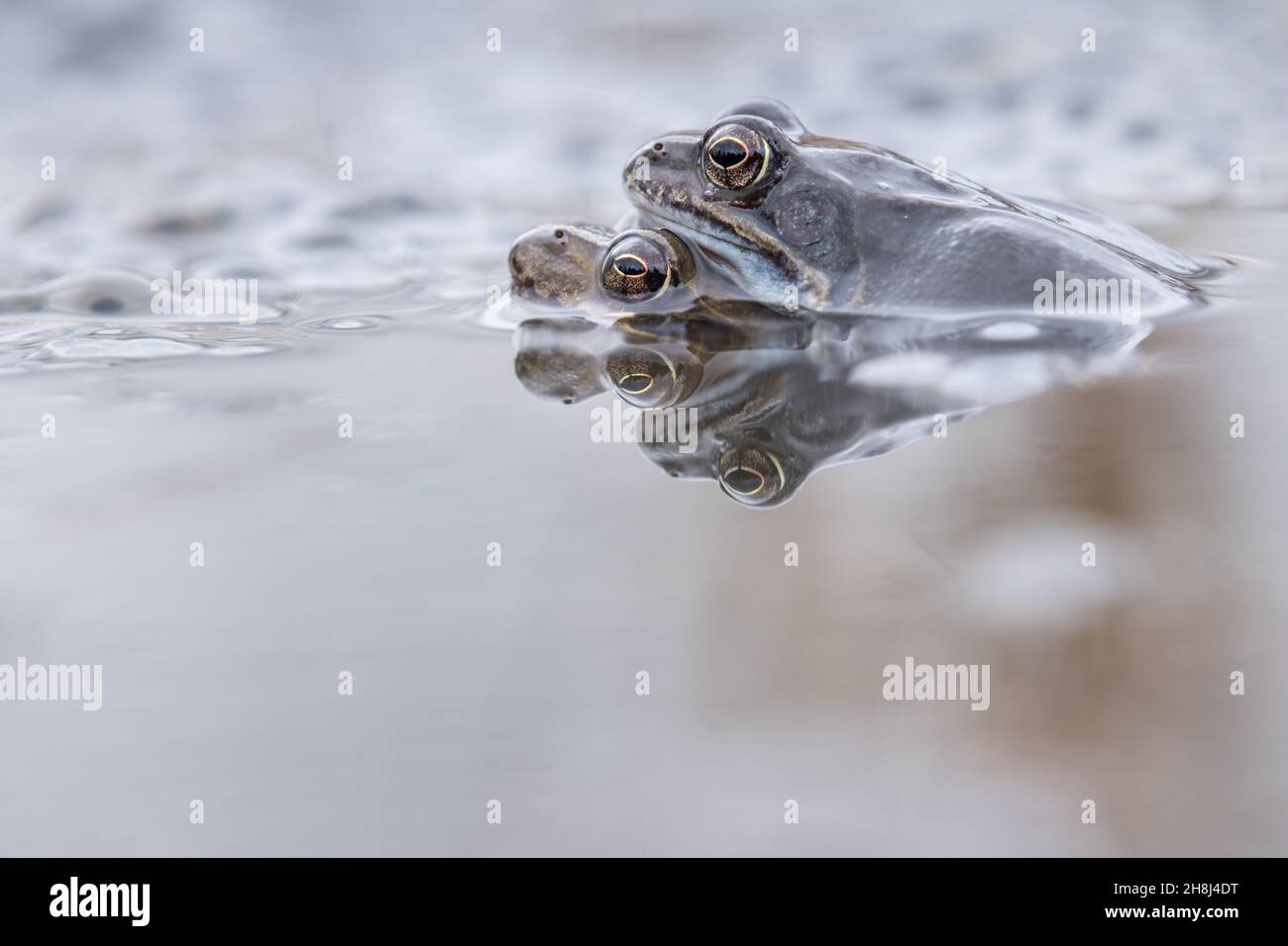 Common frog,toad,rana temporaria with eggs Stock Photo - Alamy