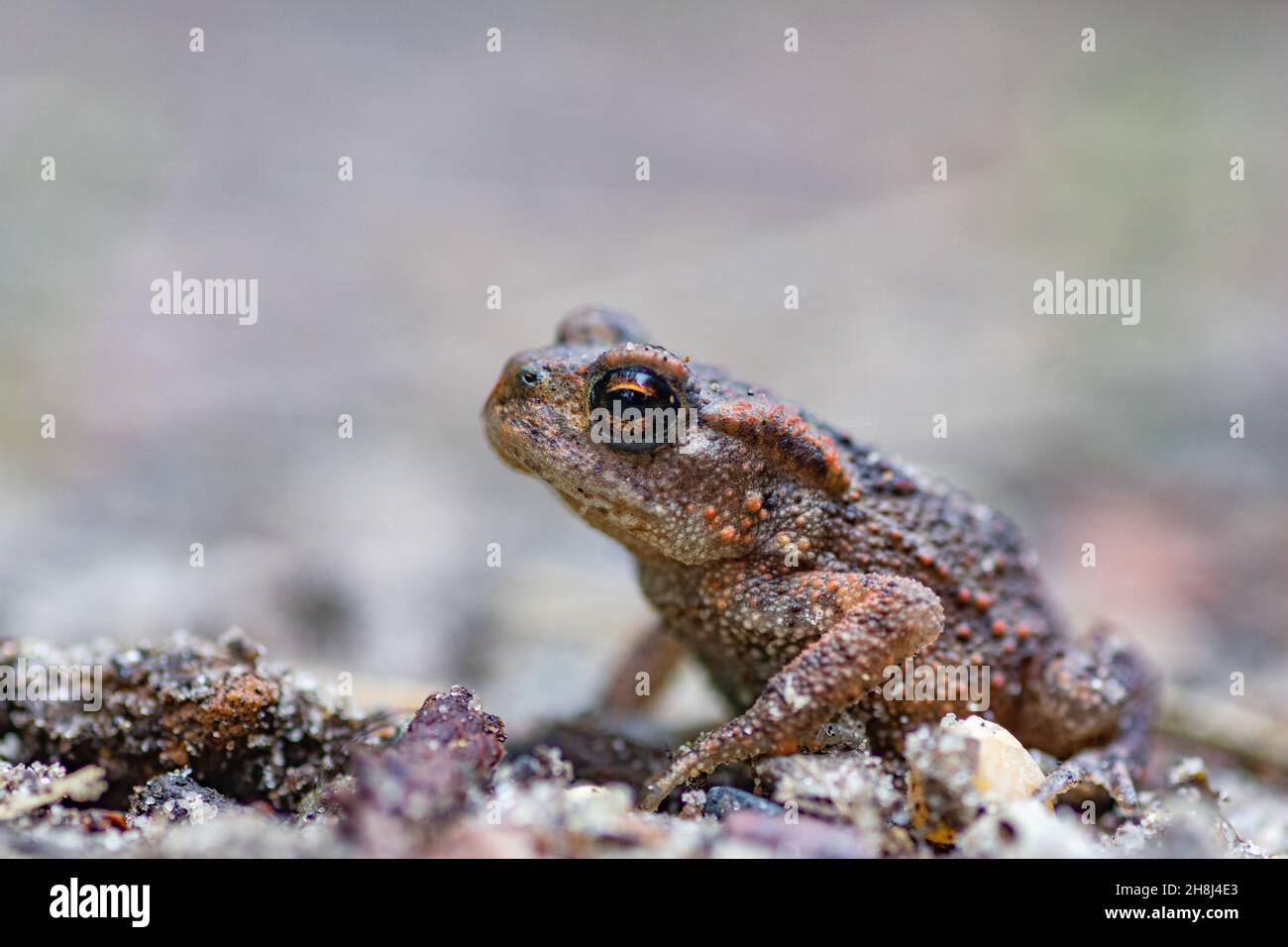Common frog,toad,rana temporaria with eggs Stock Photo - Alamy