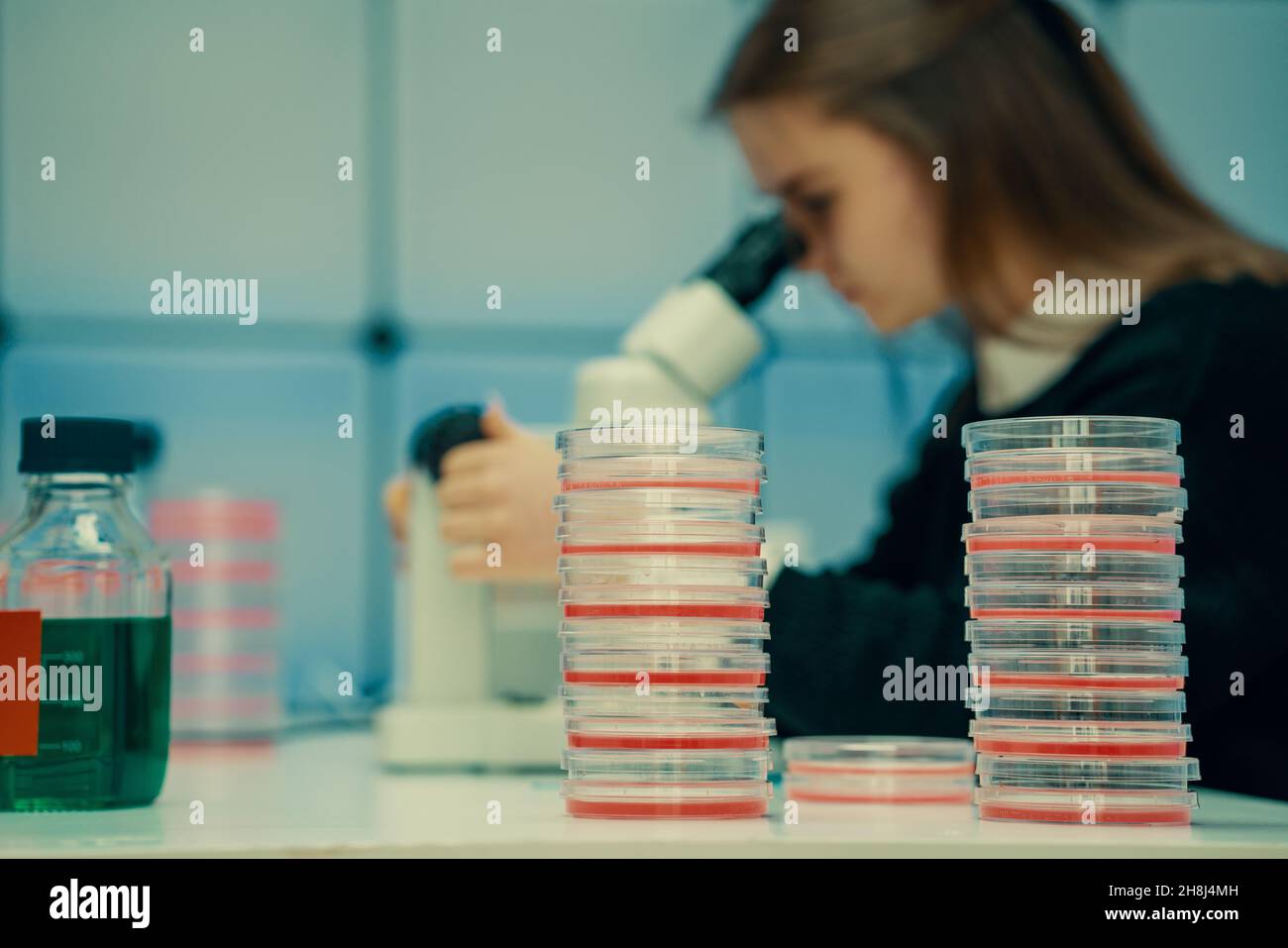 Study of Petri dishes with biological cultures in a microbiological ...