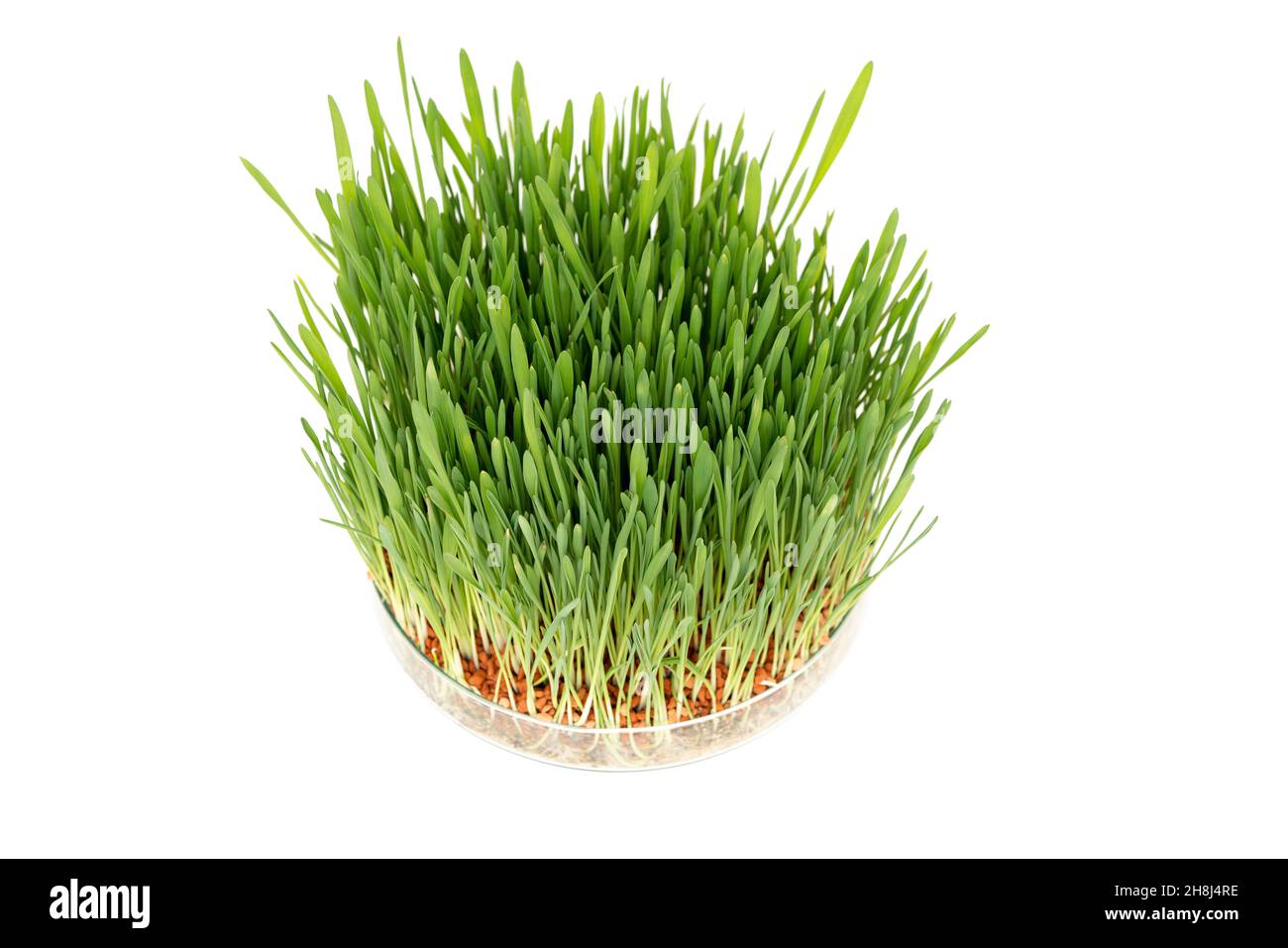 Wheat in a science laboratory. Researching new types of GMOs Stock ...