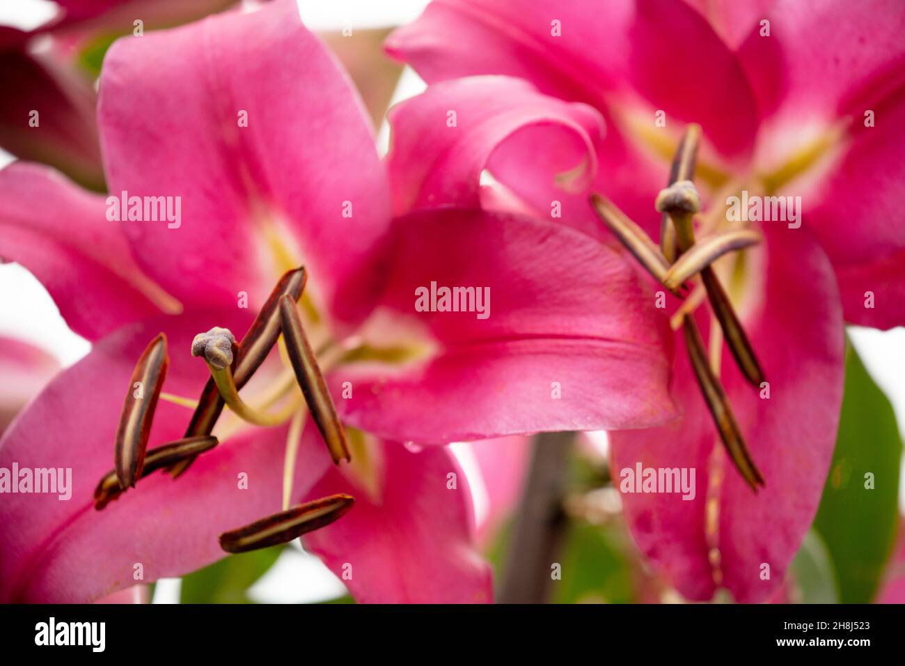 Natural flower portrait of the stunning Oriental “Stargazer” Lily in ...