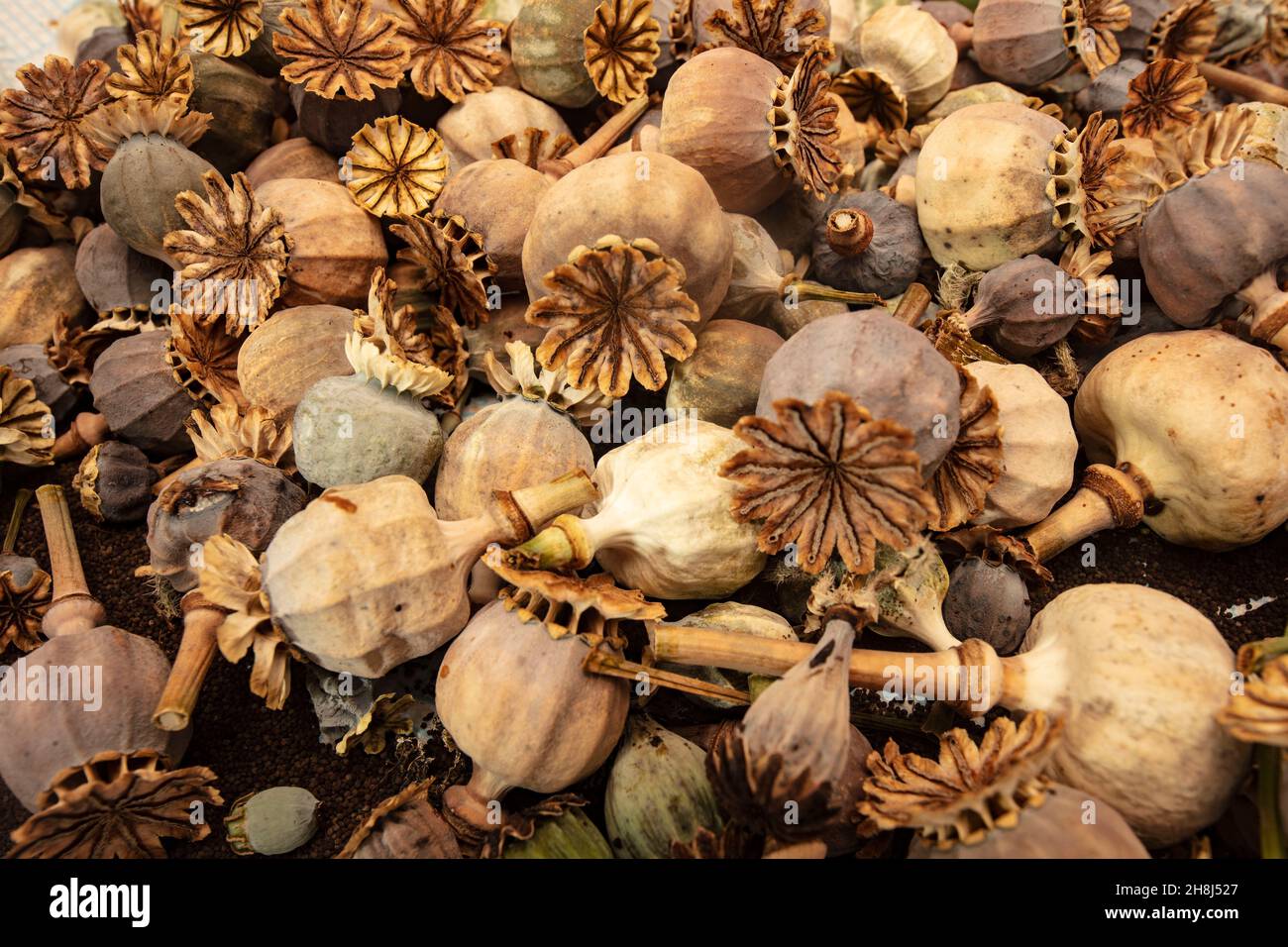 Close up semi-abstract food still life of Peanuts, some in their shells ...