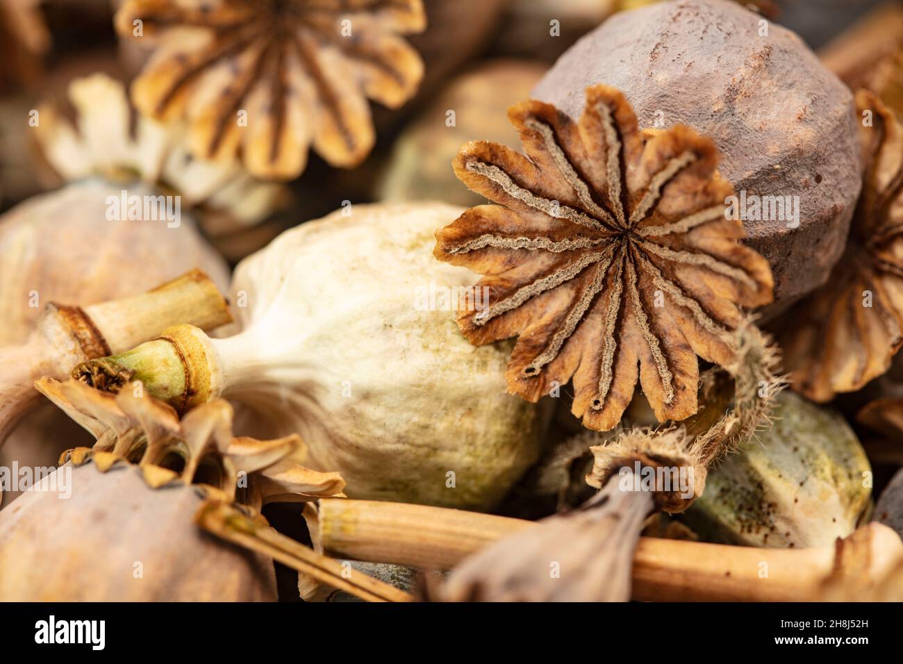 Close up semi-abstract food still life of Peanuts, some in their shells ...