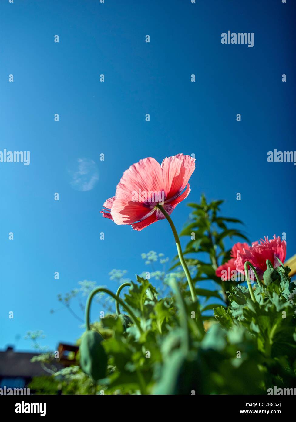 Garden portrait of delightful Papaver somniferum (Opium Poppy) flowers ...