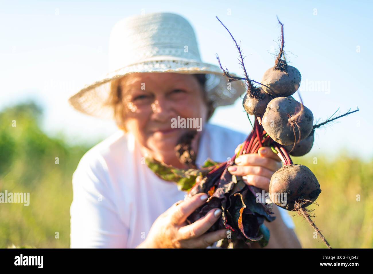 Adult woman harvest beets from her garden Stock Photo - Alamy