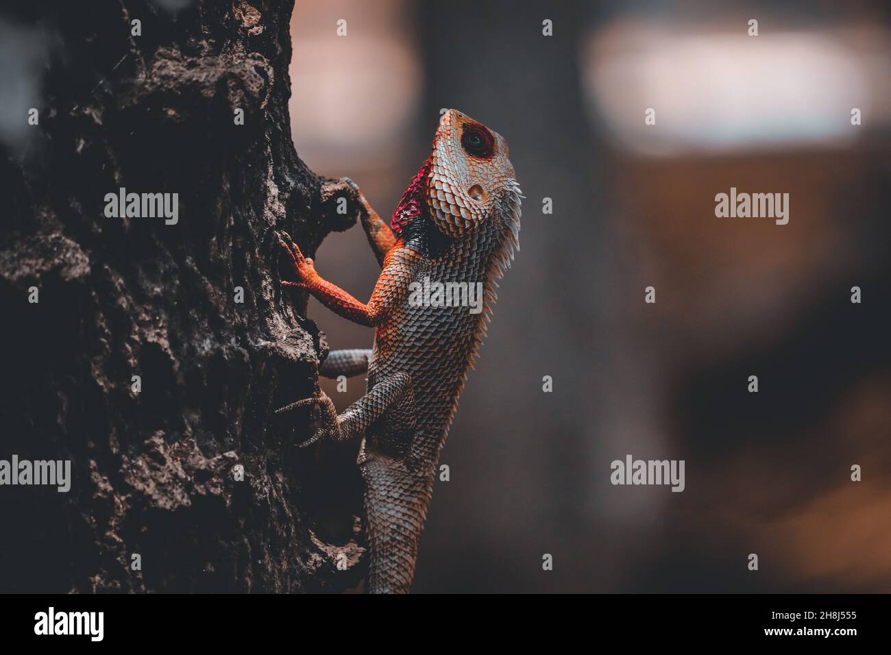 Lizard sitting on the tree branch Stock Photo - Alamy