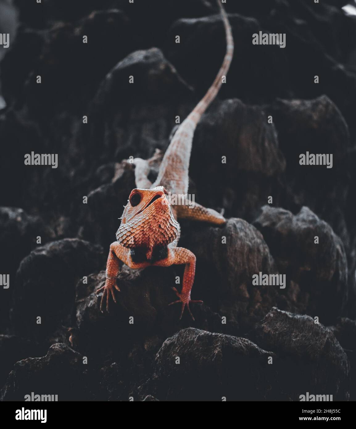 Lizard sitting on the tree branch Stock Photo - Alamy