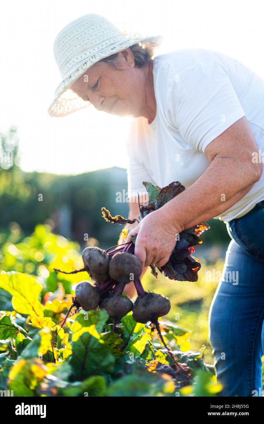 Adult woman harvest beets from her garden Stock Photo - Alamy