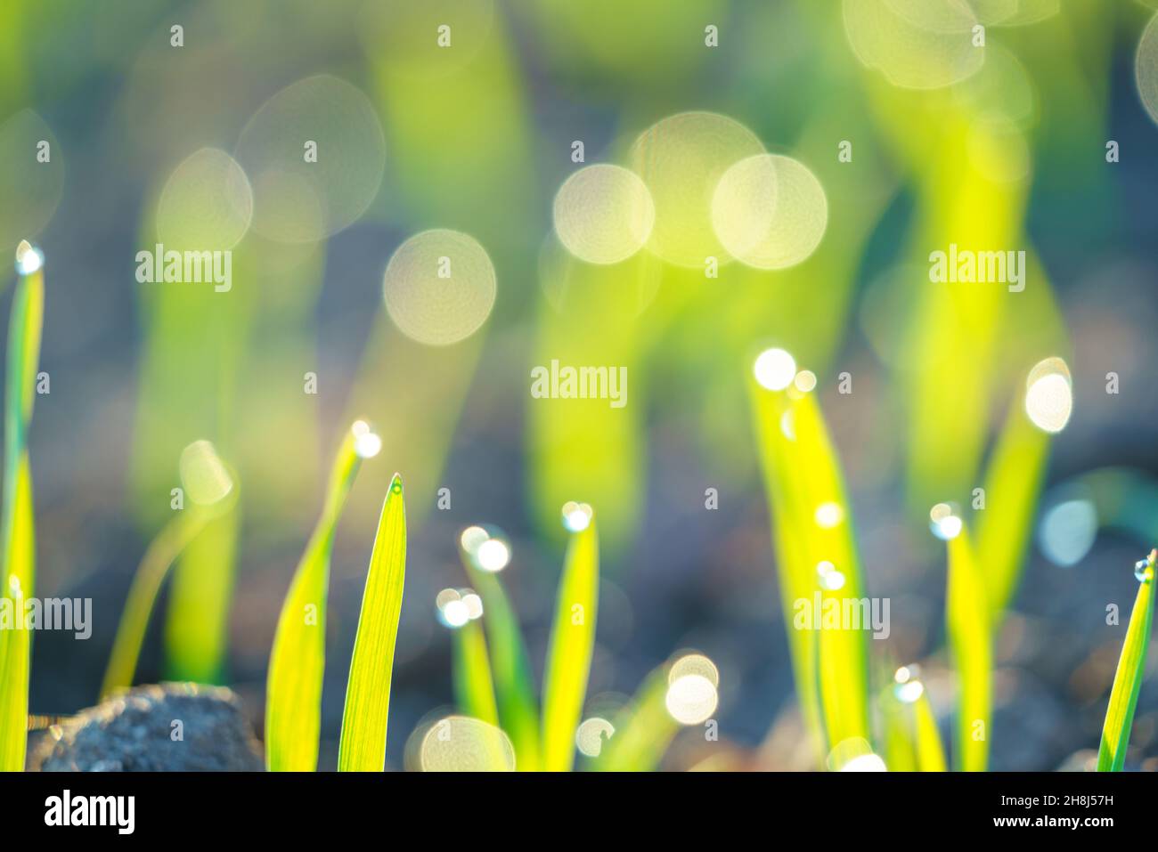 Sprout field hi-res stock photography and images - Alamy