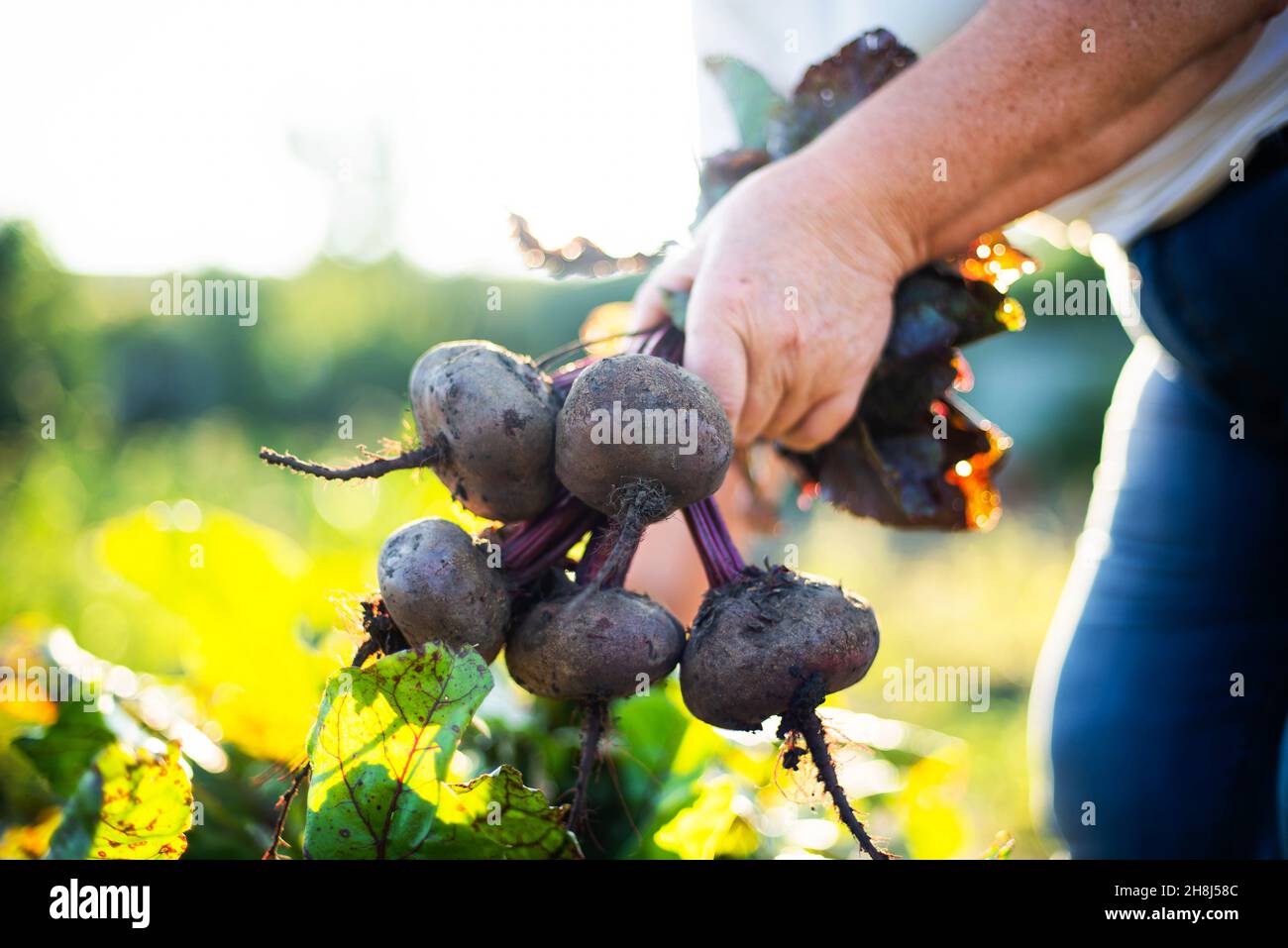 Adult woman harvests beets from her garden Stock Photo - Alamy