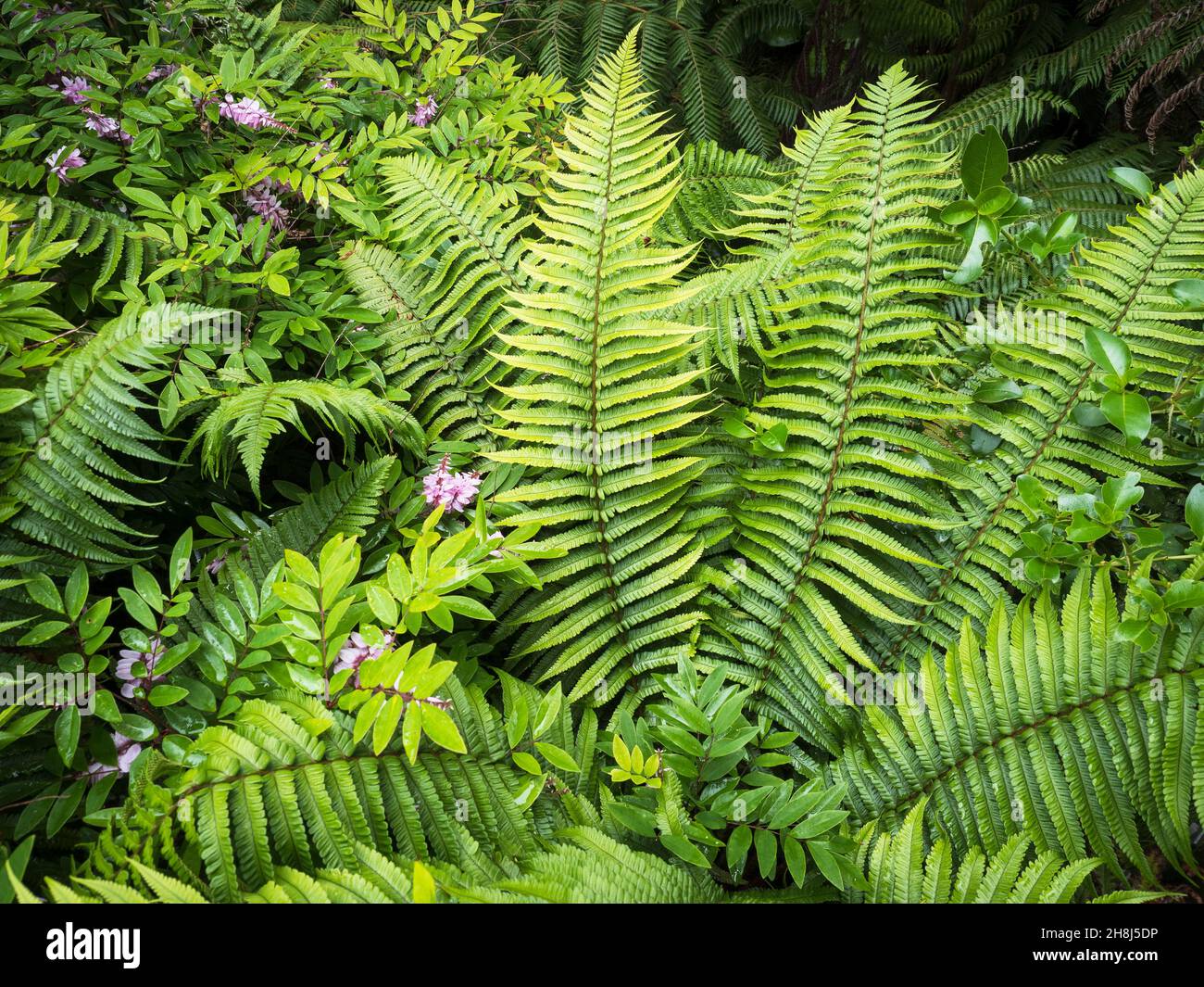 Dryopteris wallichiana hi-res stock photography and images - Alamy
