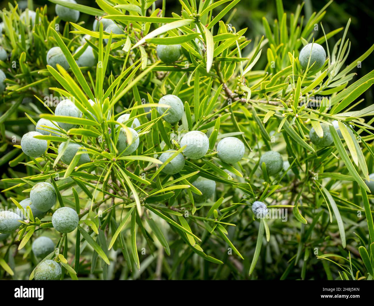 East African Yellowwood Afrocarpus falcatus with seed cones Stock Photo ...