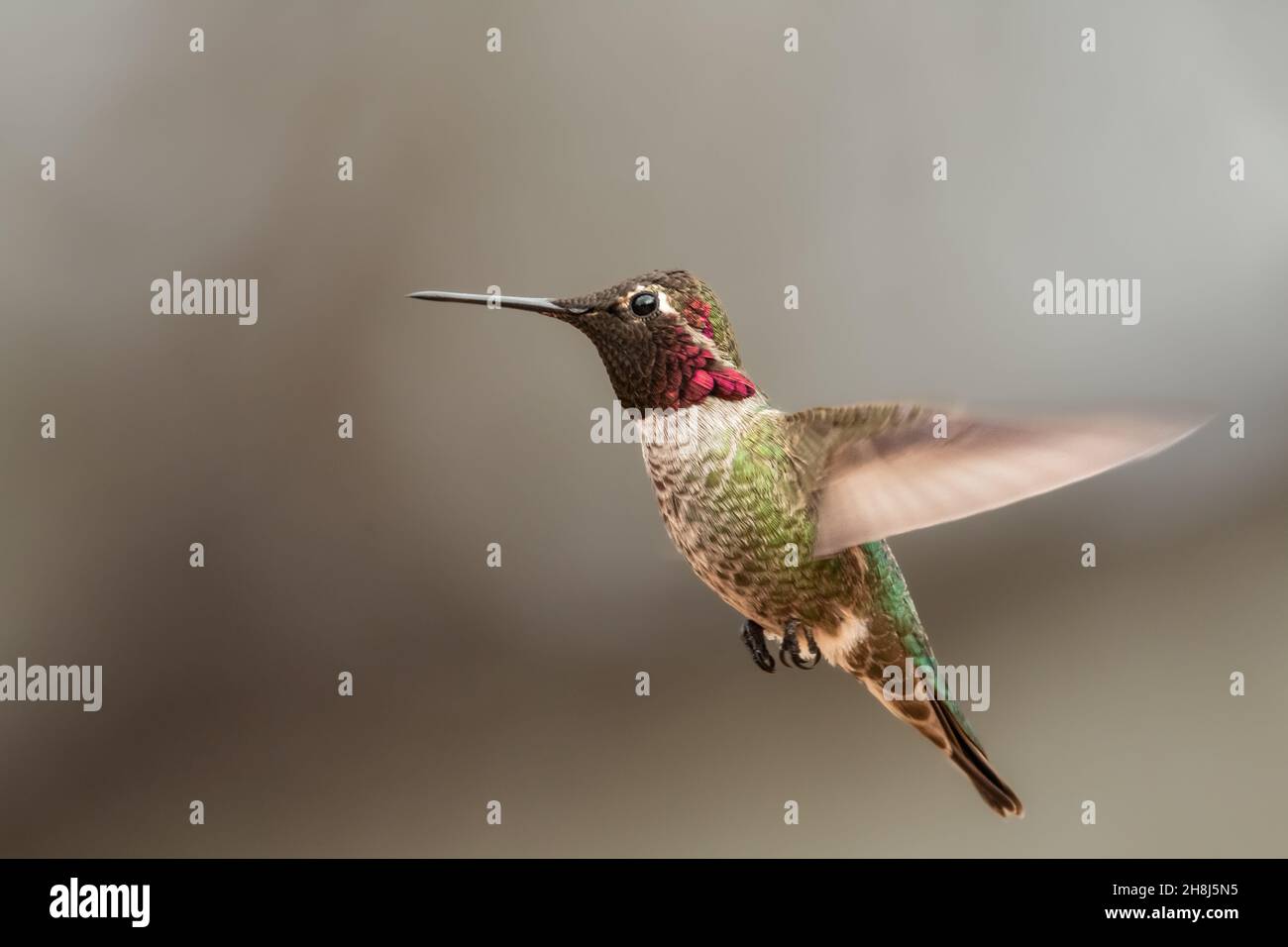 Wing Back mid flight hummingbird isolated Stock Photo - Alamy