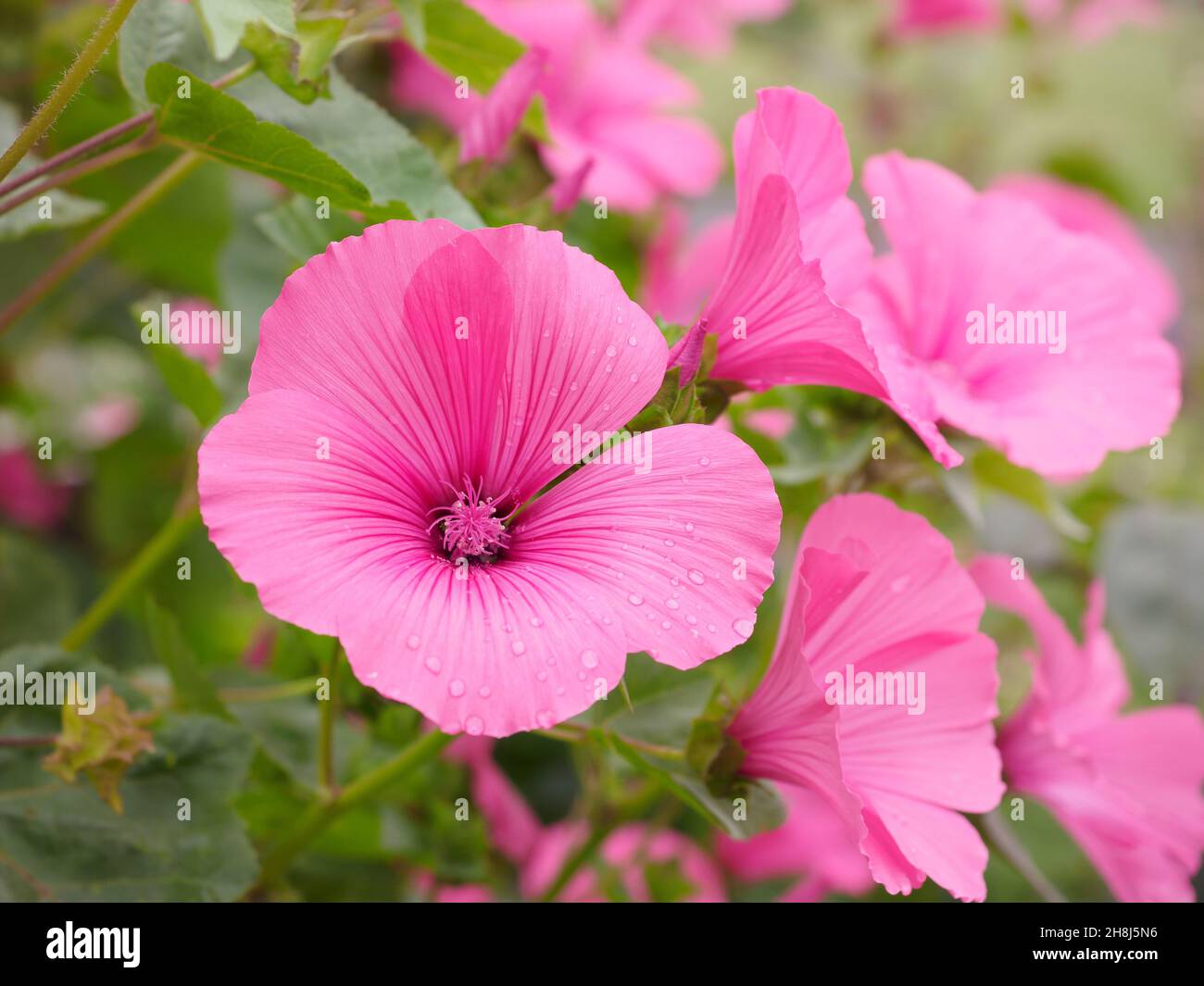 pink Royal Mallow Malva trimestris flowers Stock Photo - Alamy